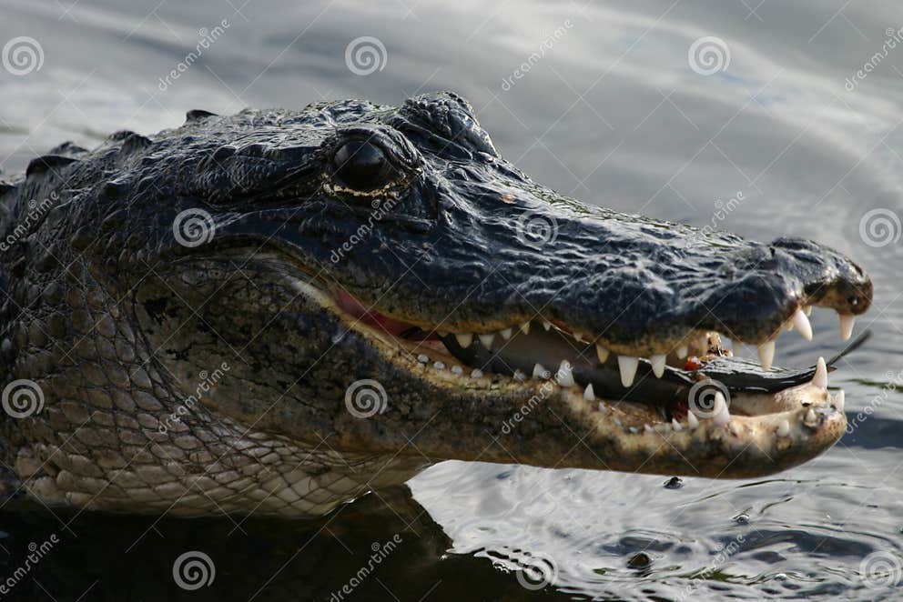 Alligator eating catfish stock photo. Image of fish, feeding - 1235878