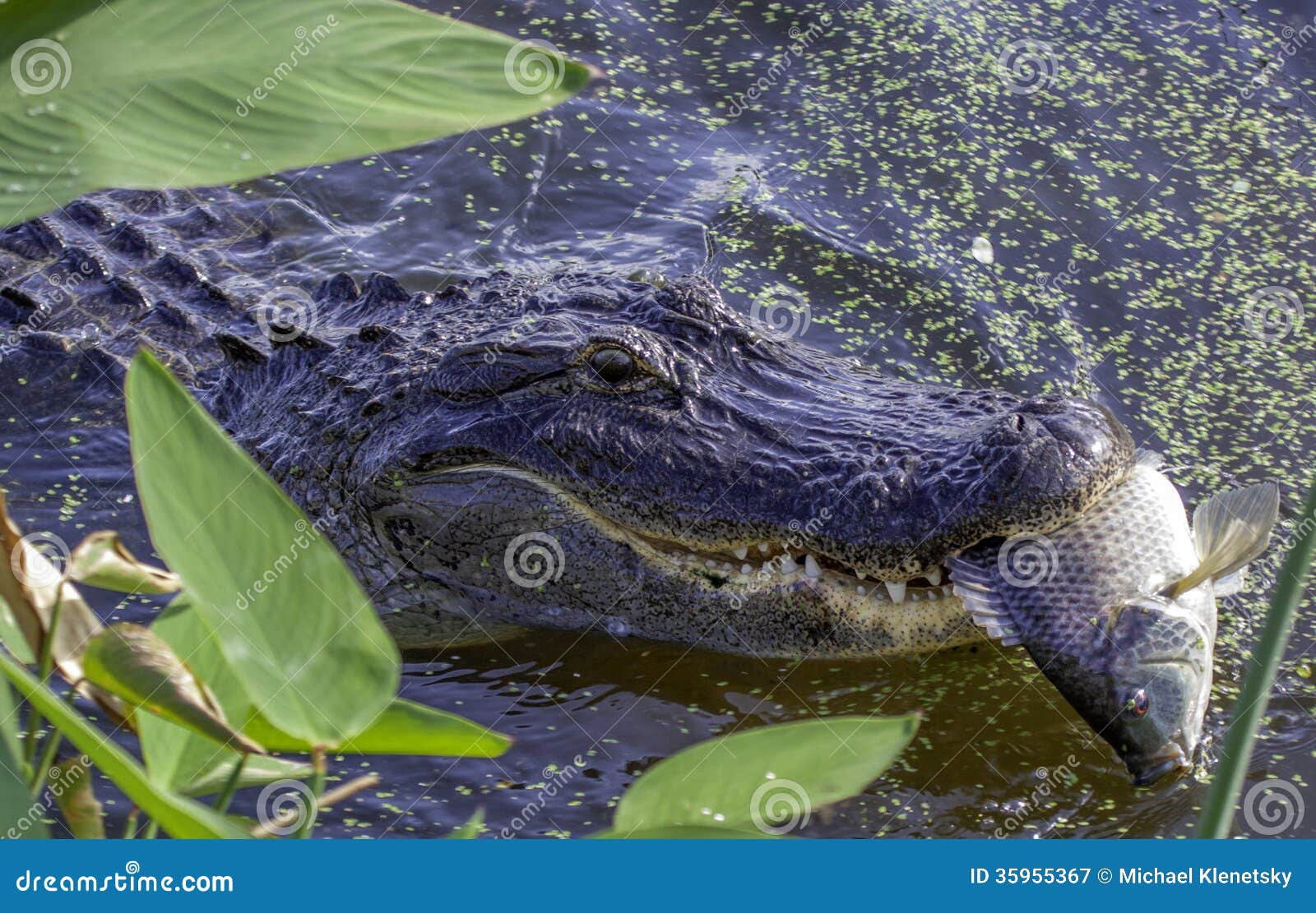 Alligator Eating Fish stock image. Image of jaws, fish - 35955367