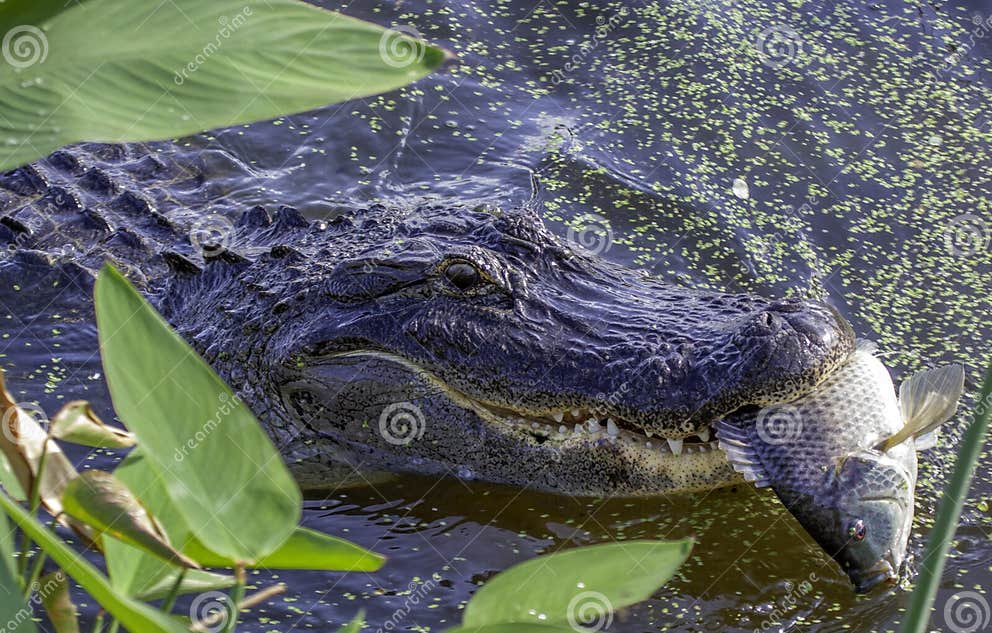 Alligator Eating Fish stock image. Image of jaws, fish - 35955367