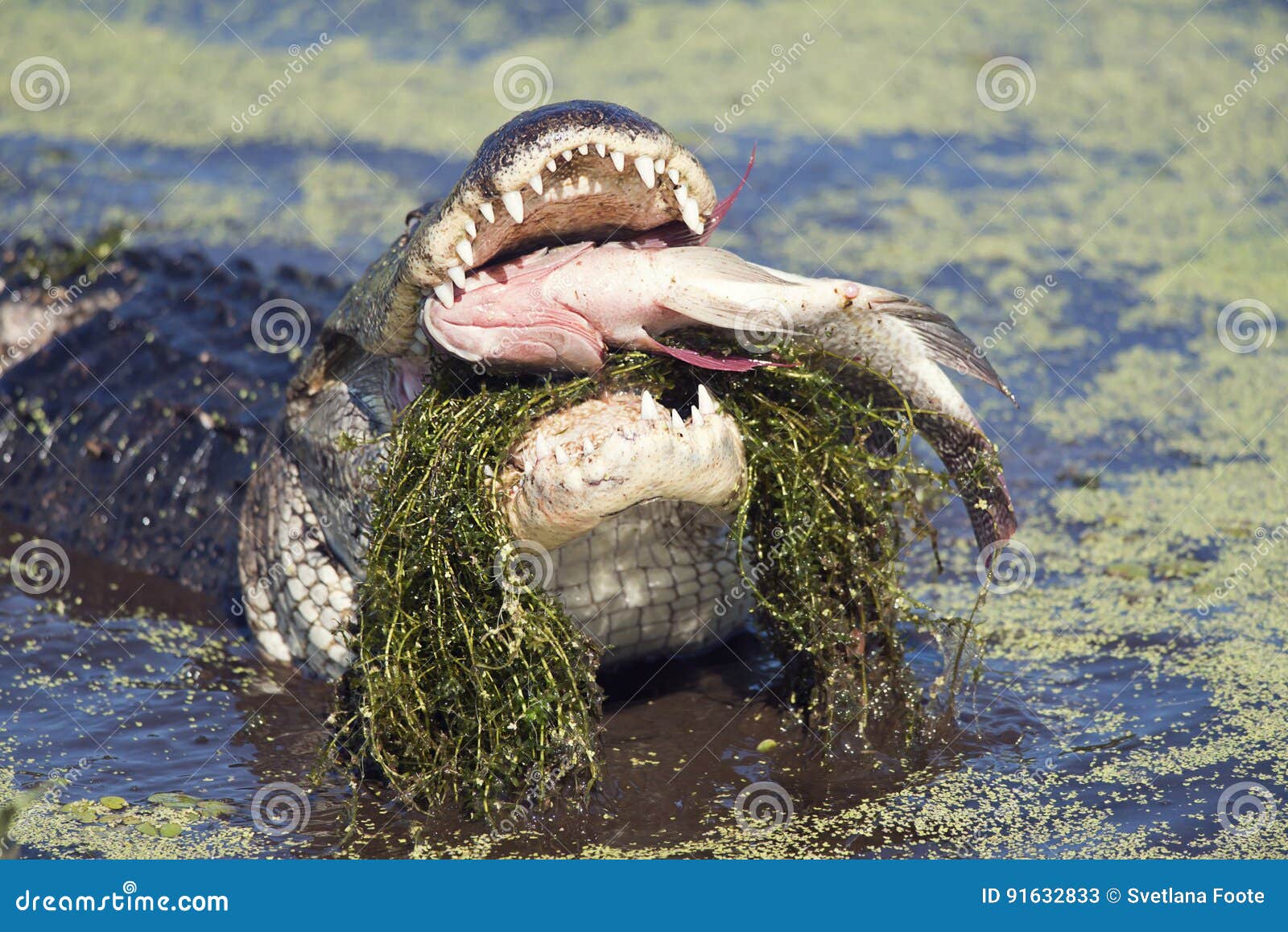 Alligator Gar Fish In Aquarium Stock Photo | CartoonDealer.com #149639112
