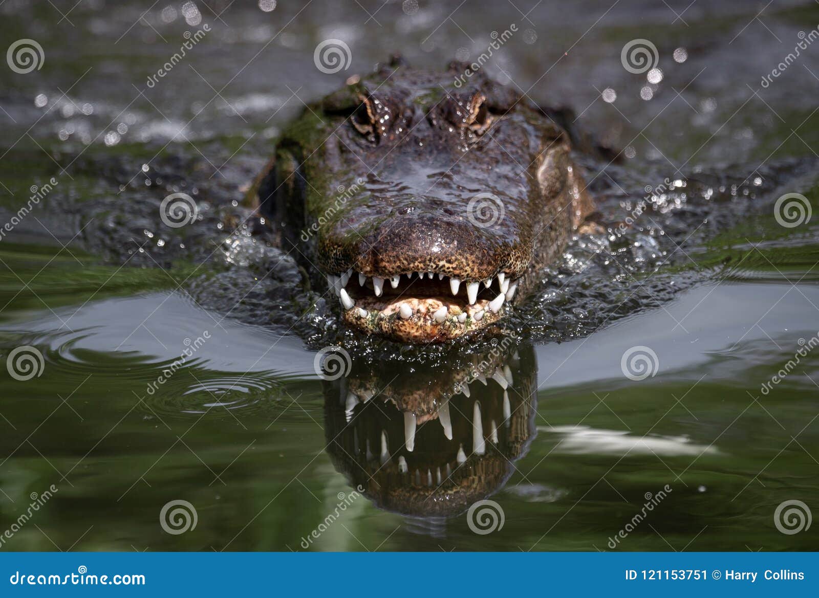 Alligator Eating in the Water Stock Image - Image of bite, holiday ...