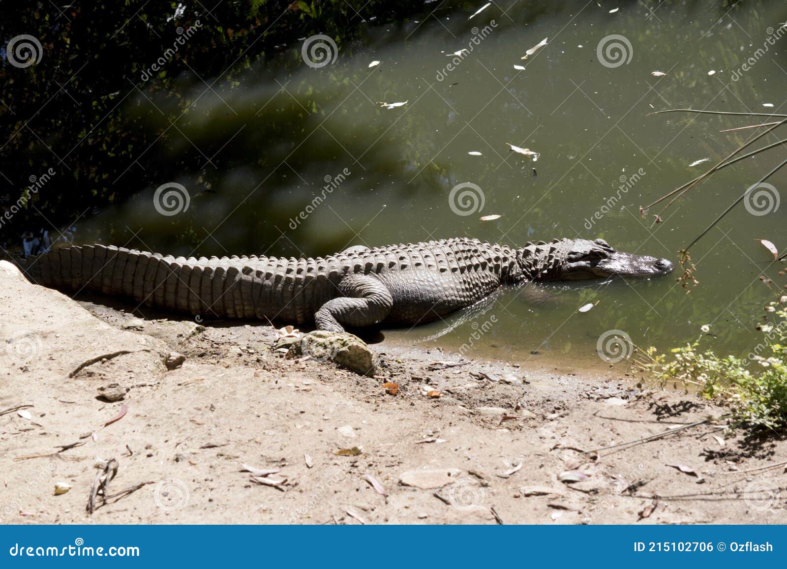 The Alligator is Entering the Water Stock Photo - Image of predator ...
