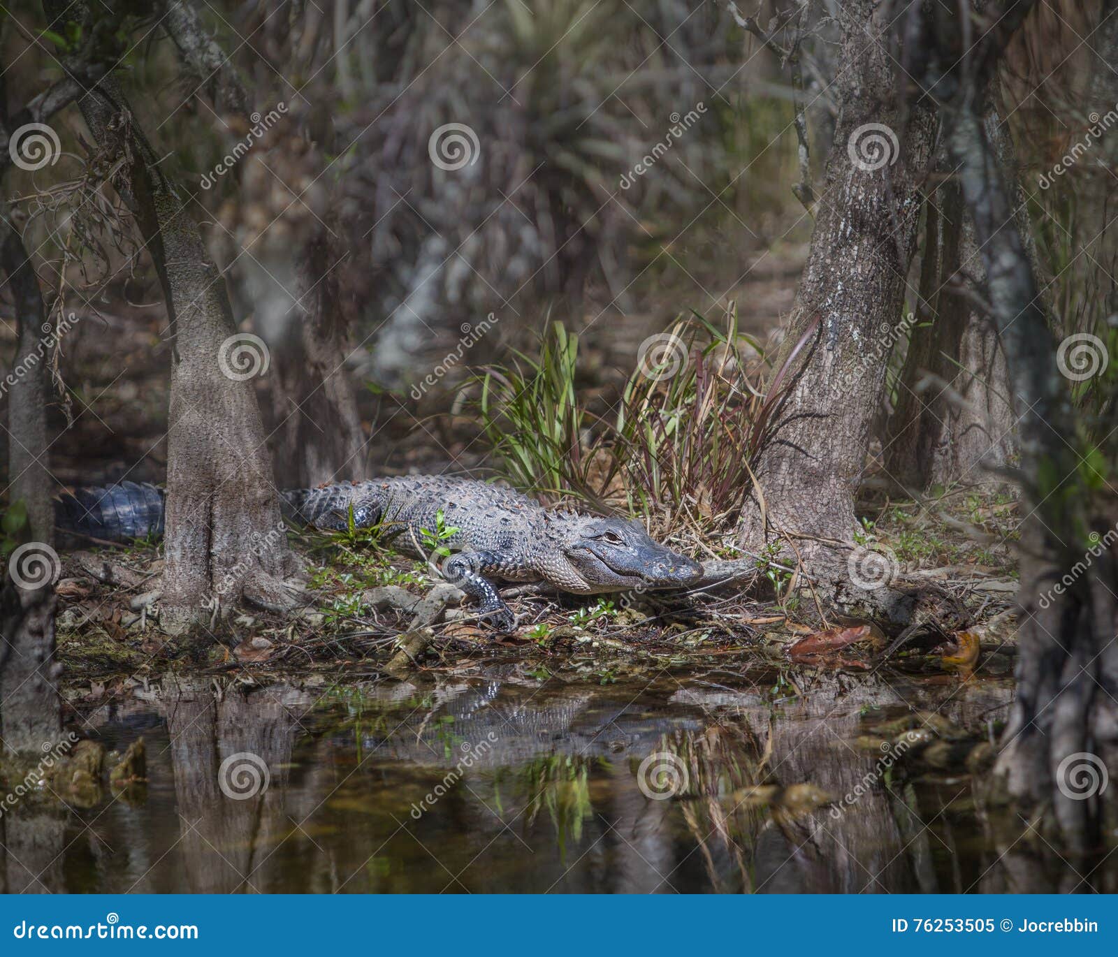 Alligator in Everglades stock image. Image of large, black - 76253505
