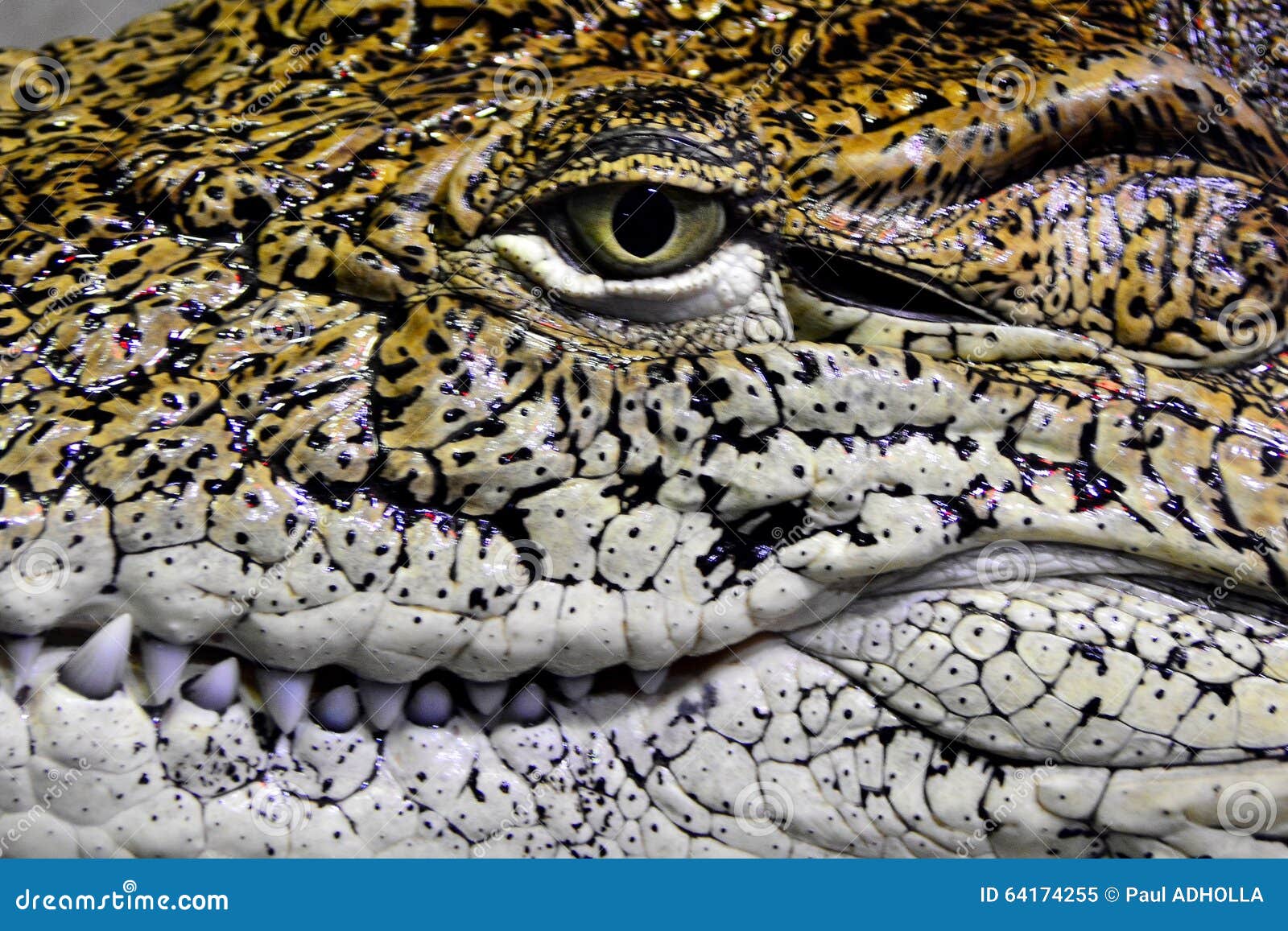 Alligator stock image. Image of reptile, alligator, gator - 64174255