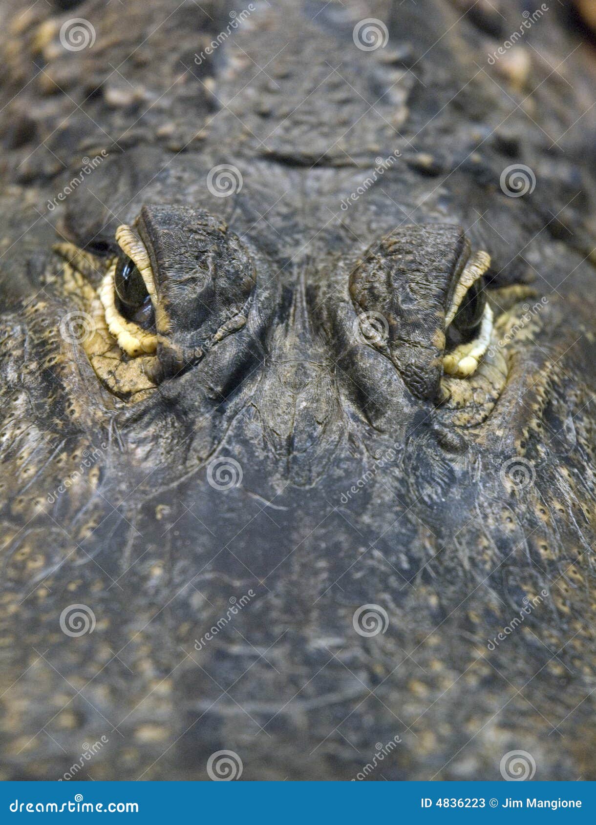 Alligator Eyes stock image. Image of alligator, eyes, nose - 4836223