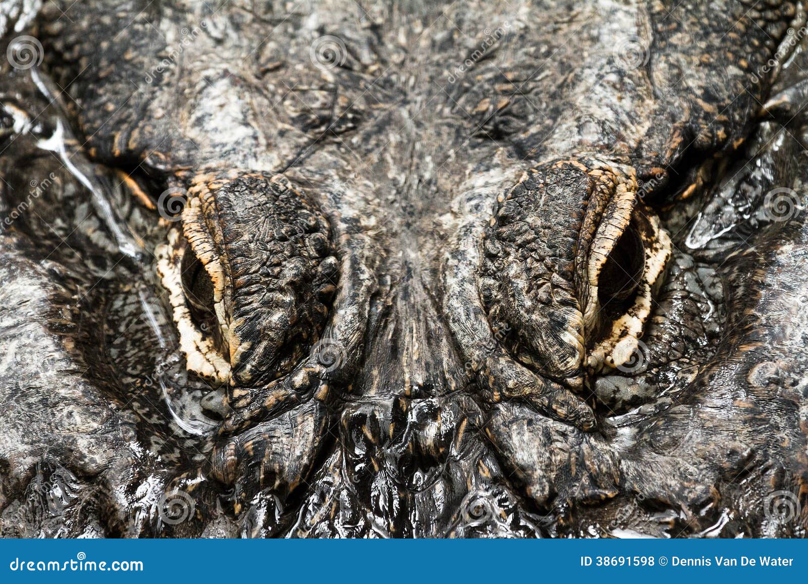 Alligator eyes stock photo. Image of powerful, carnivore - 38691598