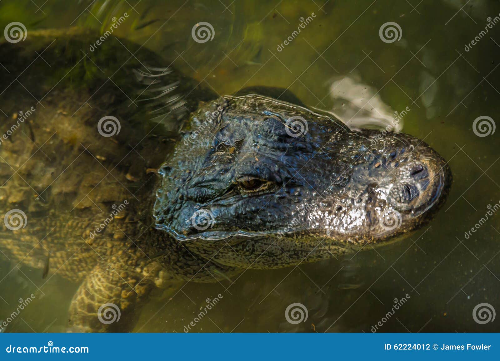 Alligator face close-up stock photo. Image of lizard - 62224012