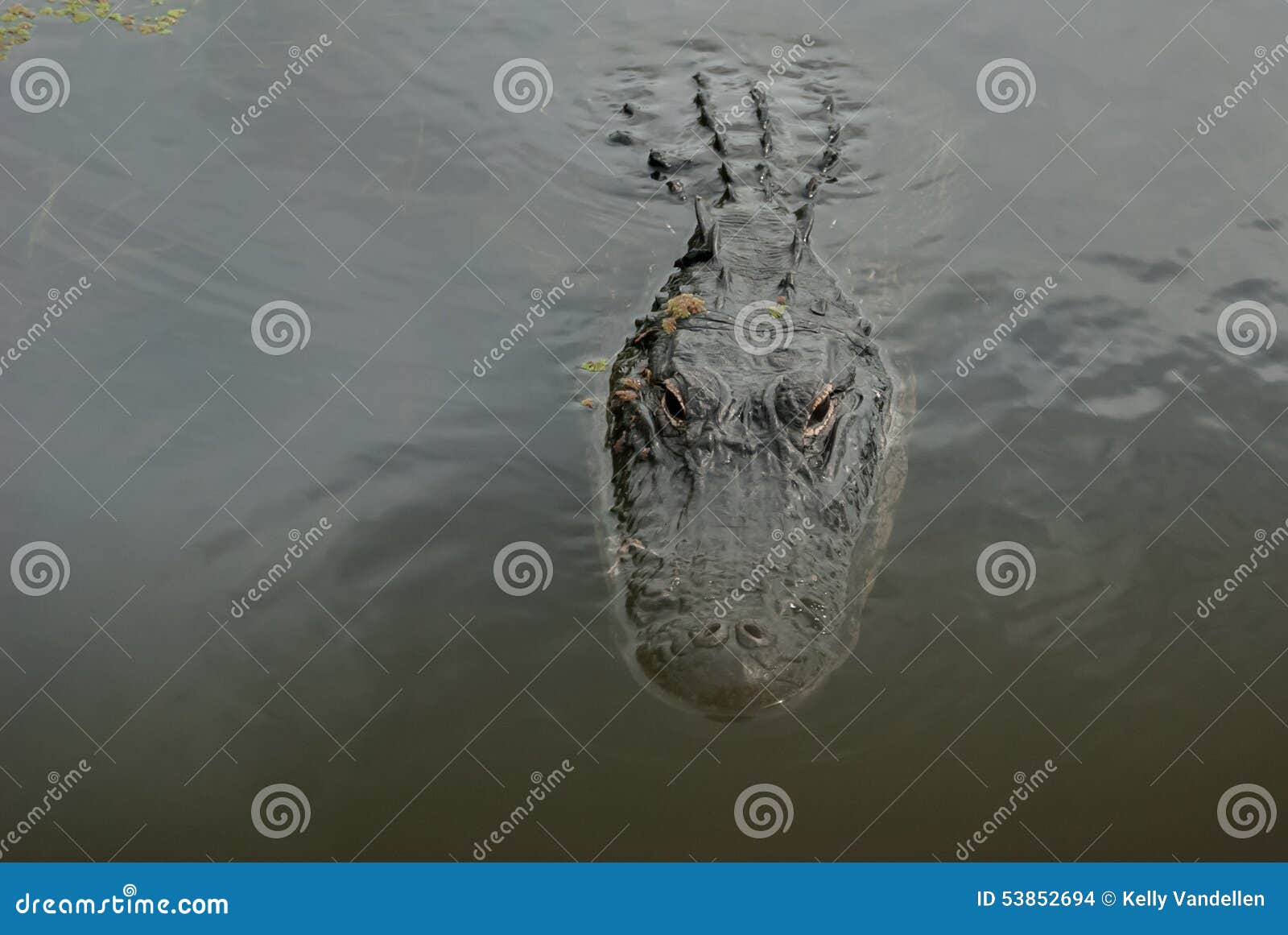 Alligator Face Coming Forward Stock Photo - Image of back, animal: 53852694