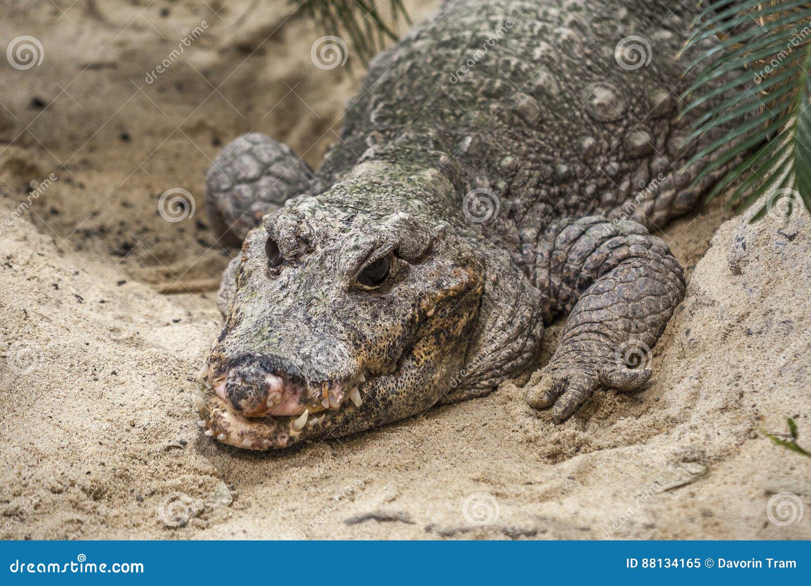 Alligator face stock image. Image of graceful, park, furry - 88134165