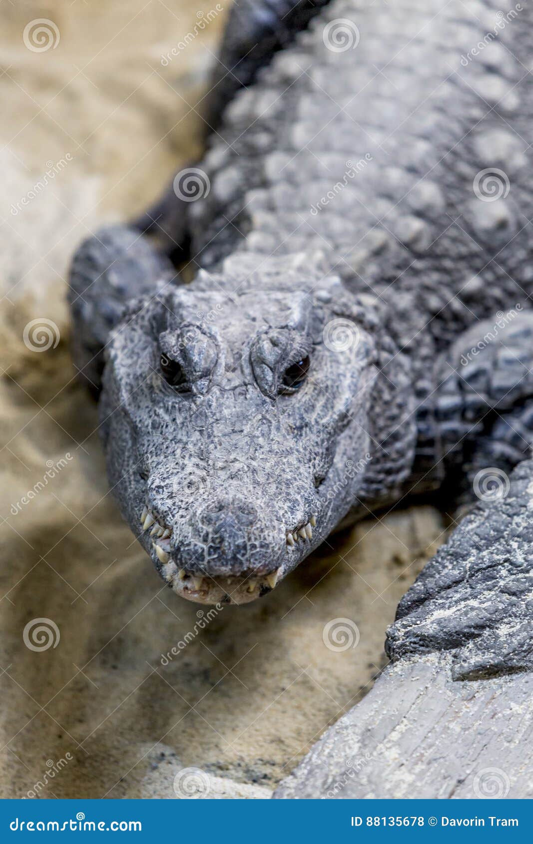 Alligator face stock photo. Image of safari, outdoor - 88135678