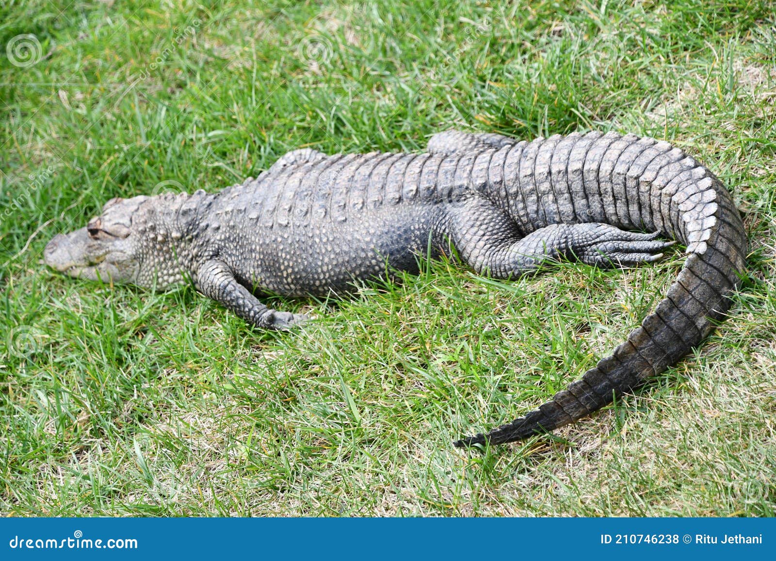 Alligator stock photo. Image of animal, creature, bite - 210746238