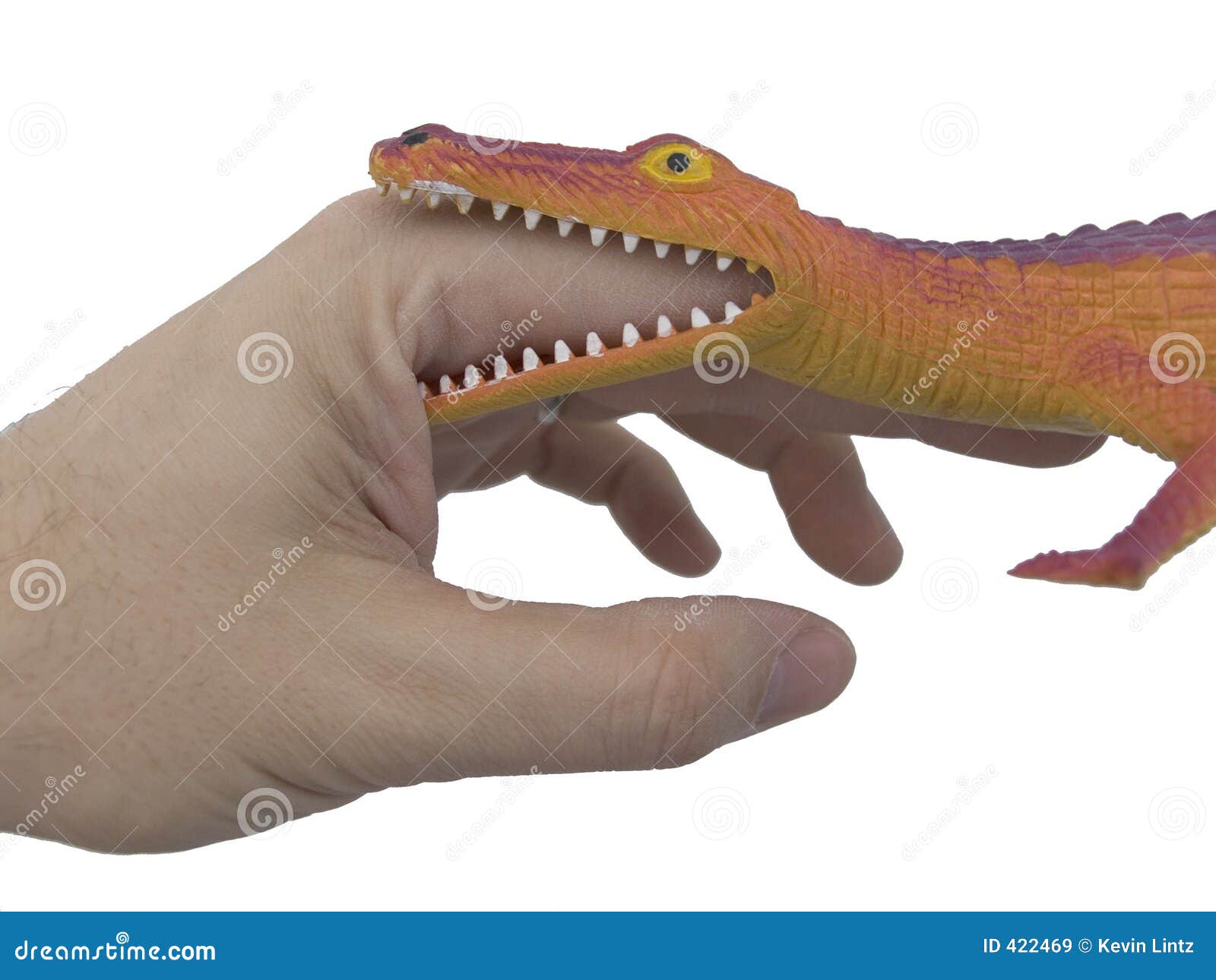Alligator Finger stock image. Image of play, danger, alligator - 422469