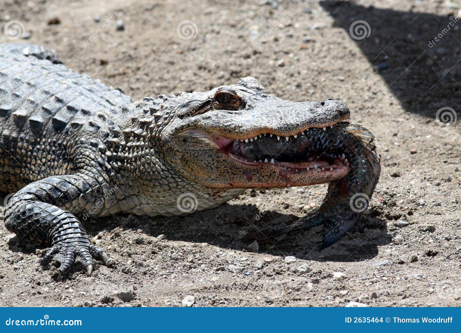 Alligator with fish stock photo. Image of dangerous, swamp - 2635464