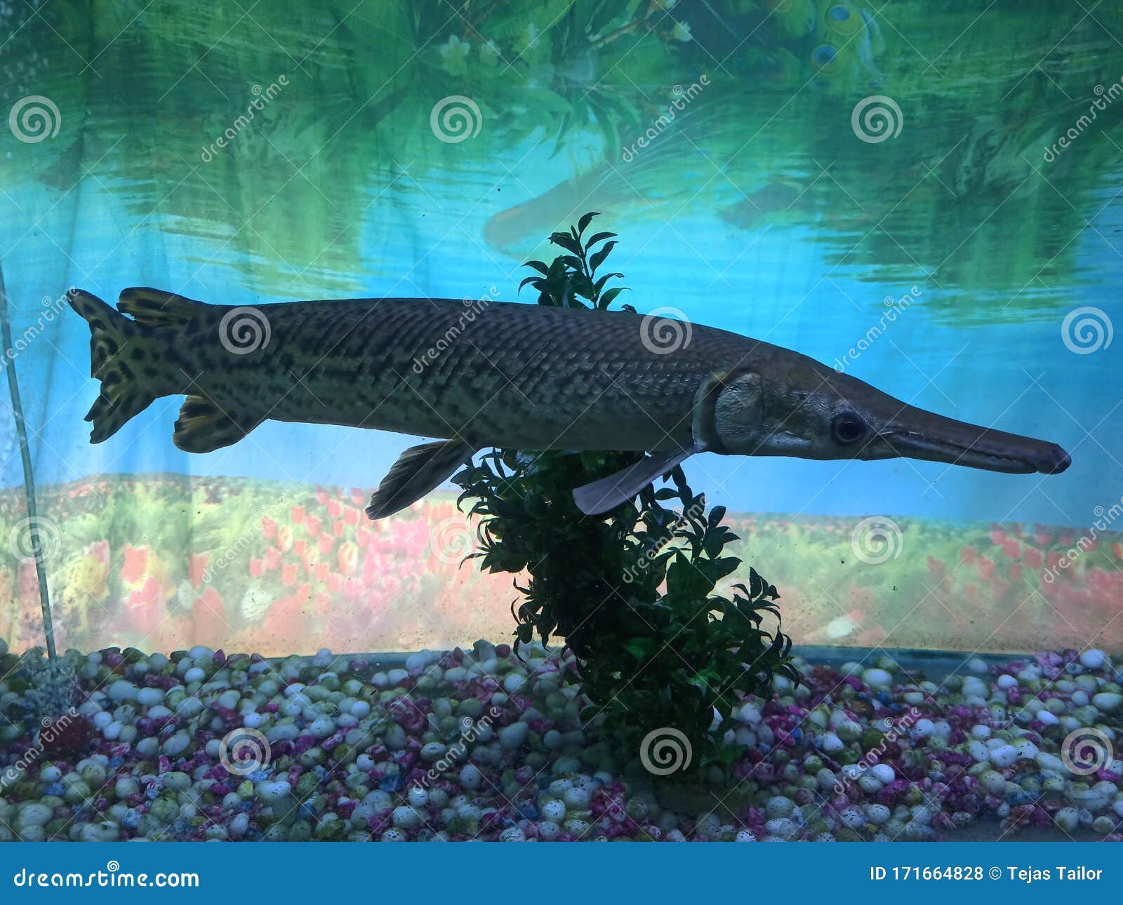 Alligator fish in aquarium stock photo. Image of background - 171664828