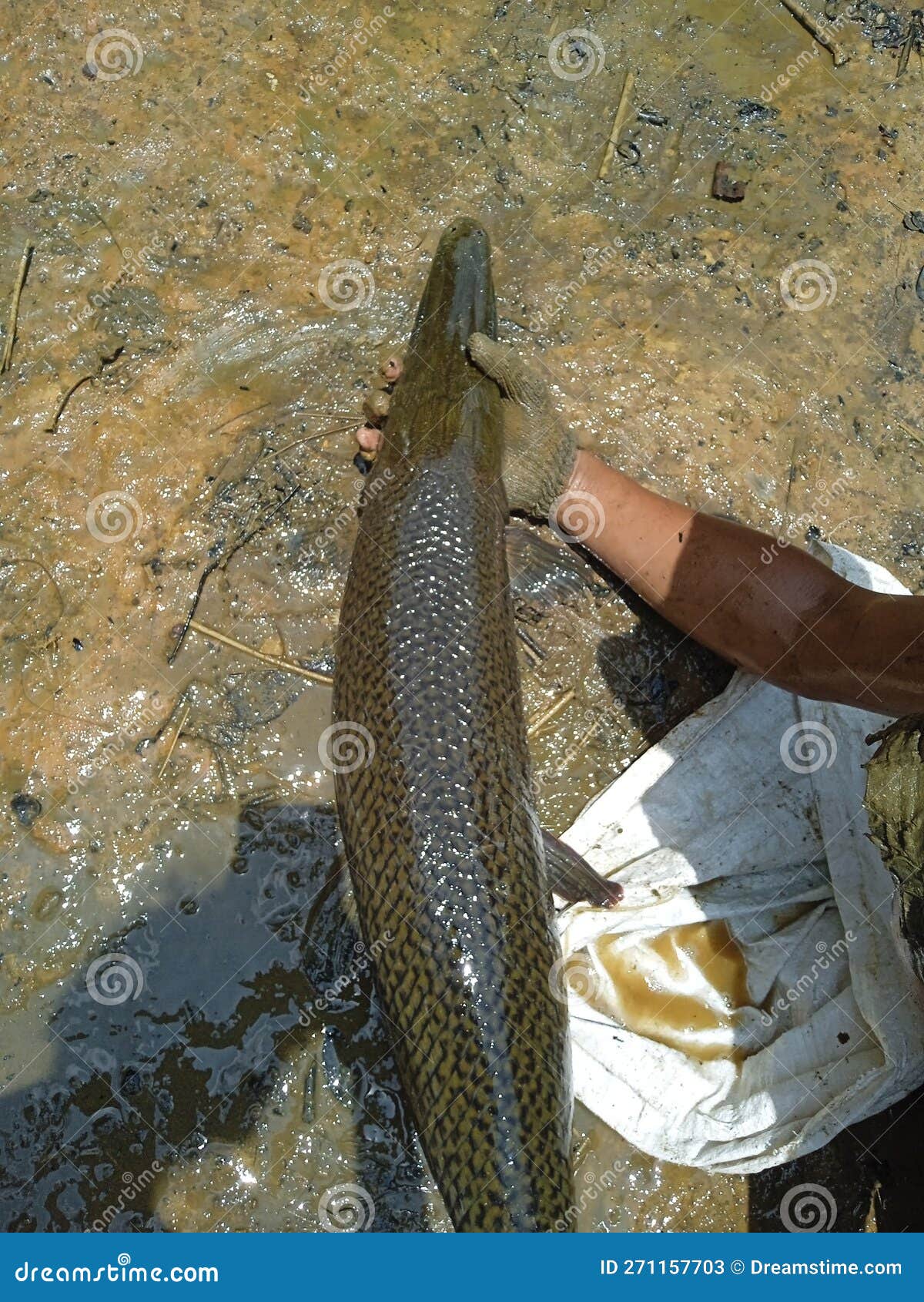 Alligator Gar Fish Royalty-Free Stock Photography | CartoonDealer.com ...
