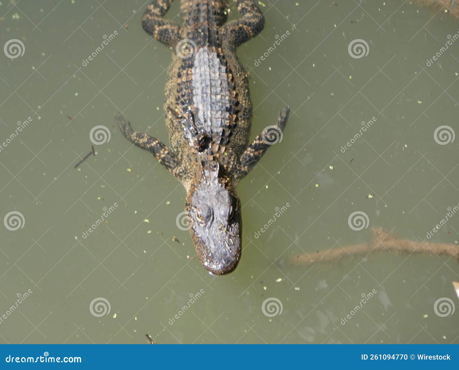 Alligator Floating in a Marsh Stock Photo - Image of discovery, marsh ...