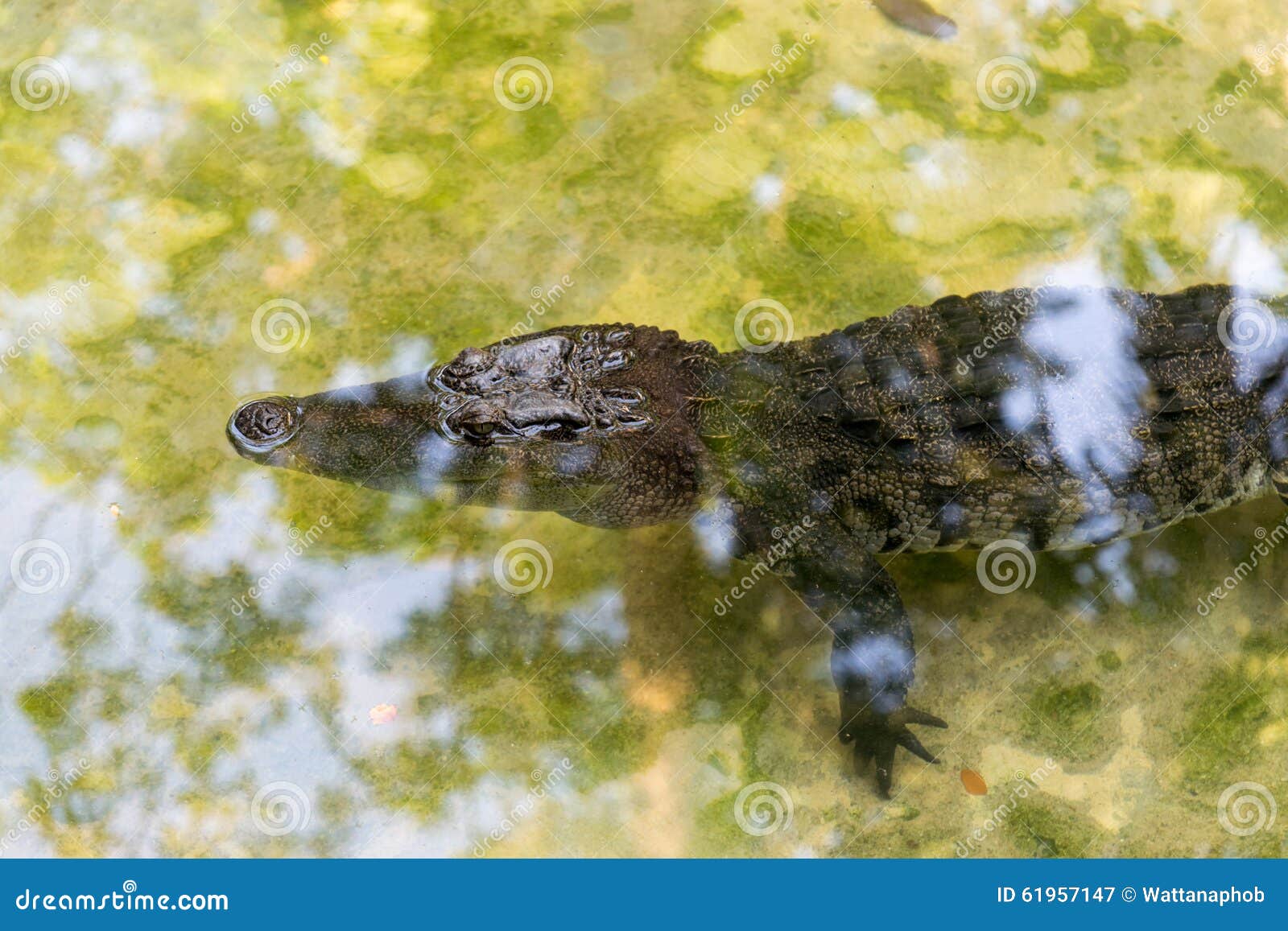 Alligator Floating in a Pond. Stock Image - Image of africa, dangerous ...