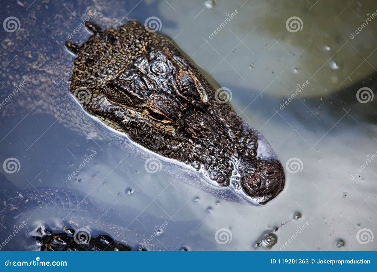 Alligator Floating on Water Stock Image - Image of aggression, large ...