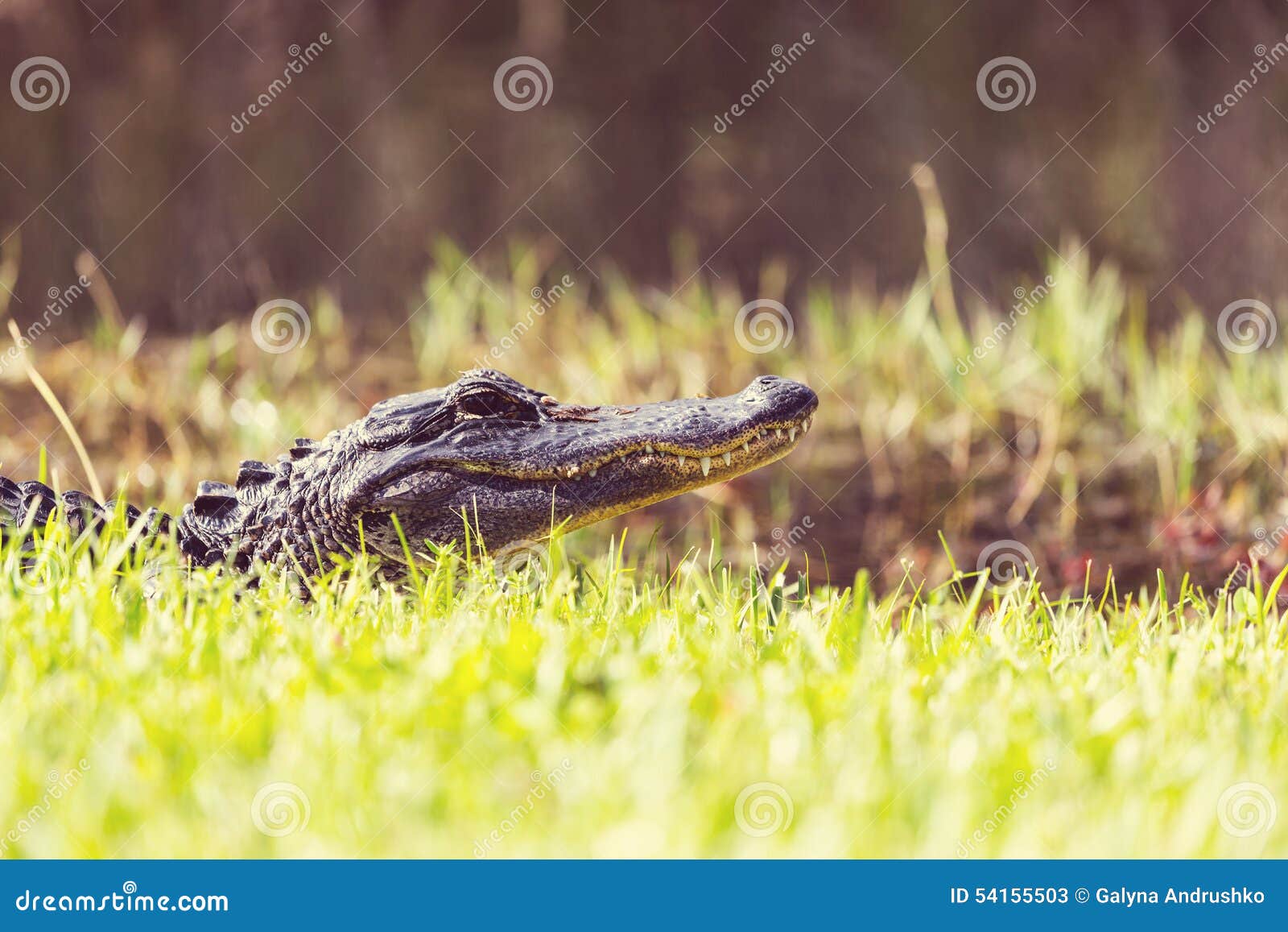 Alligator stock image. Image of animal, america, park - 54155503