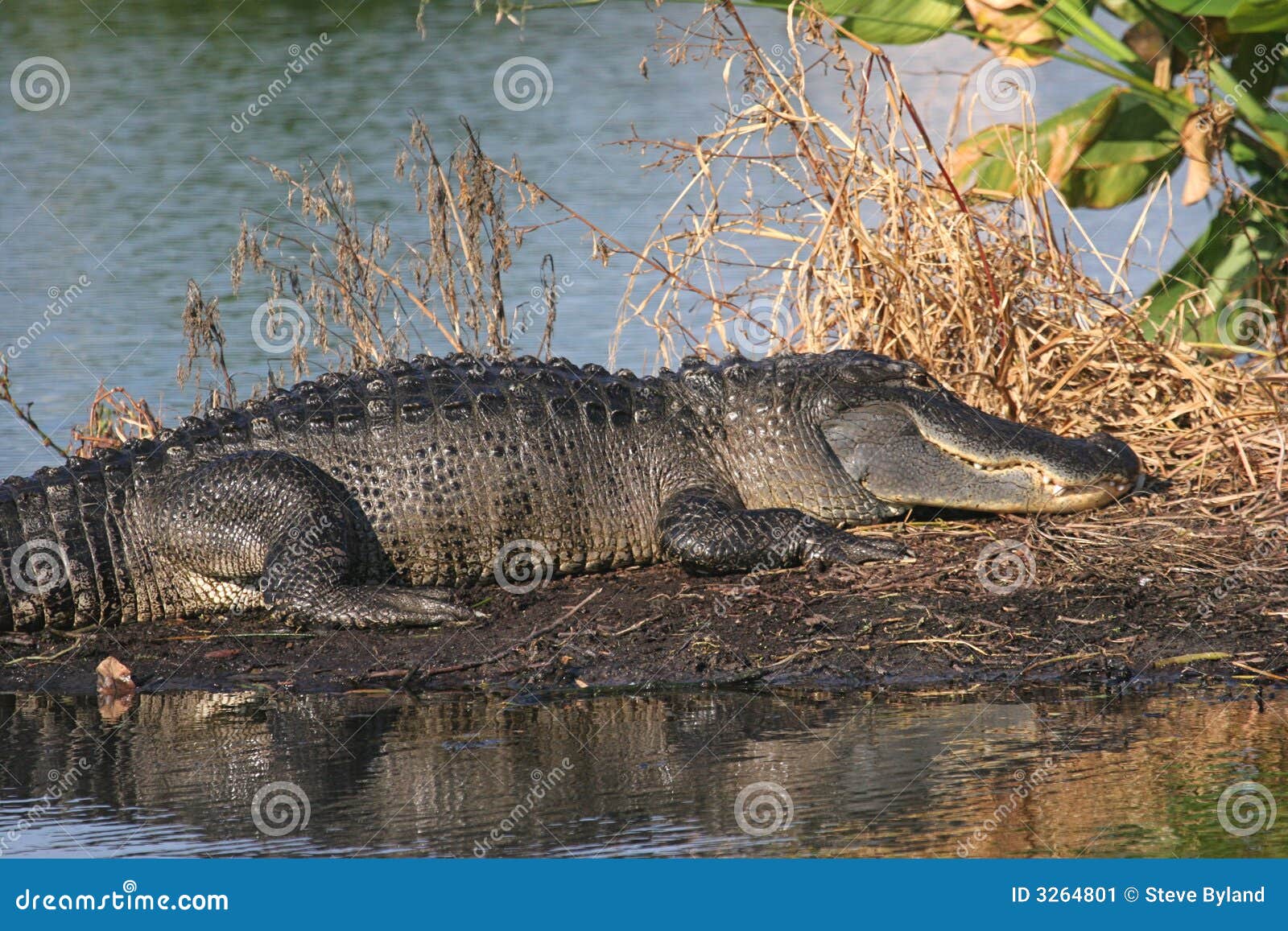 Alligator Florida Everglades Stock Image - Image of sunning, everglades ...