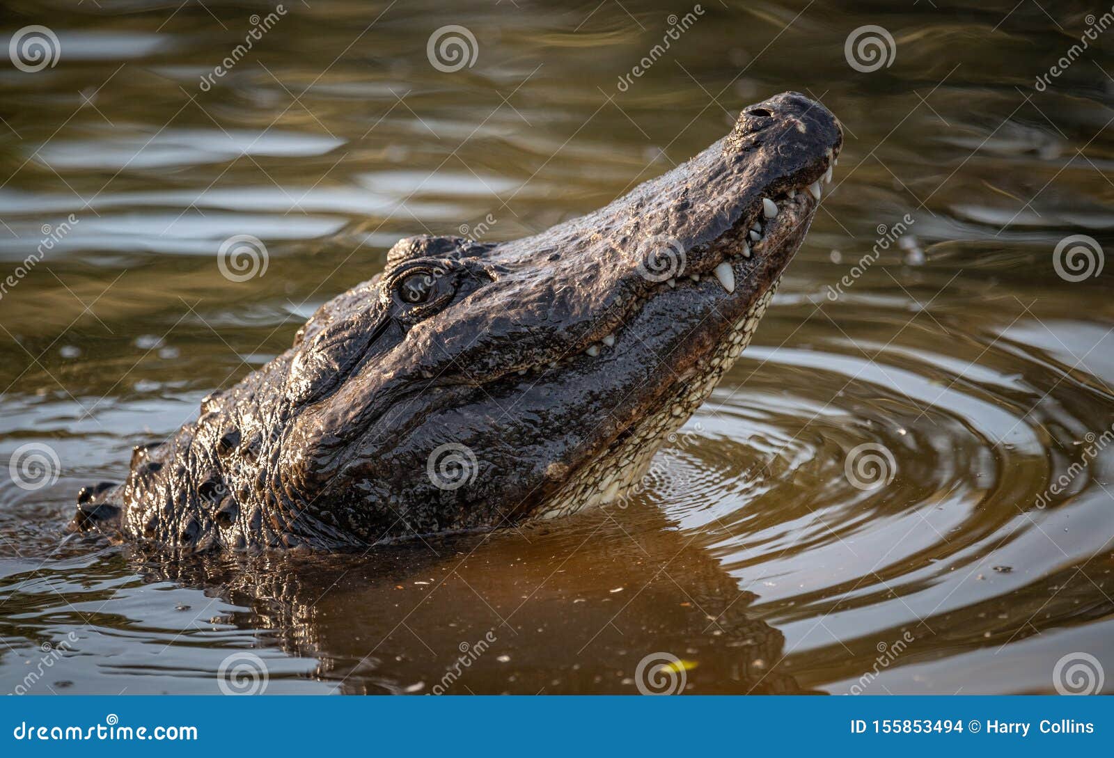 Alligator in Florida stock photo. Image of portrait - 155853494