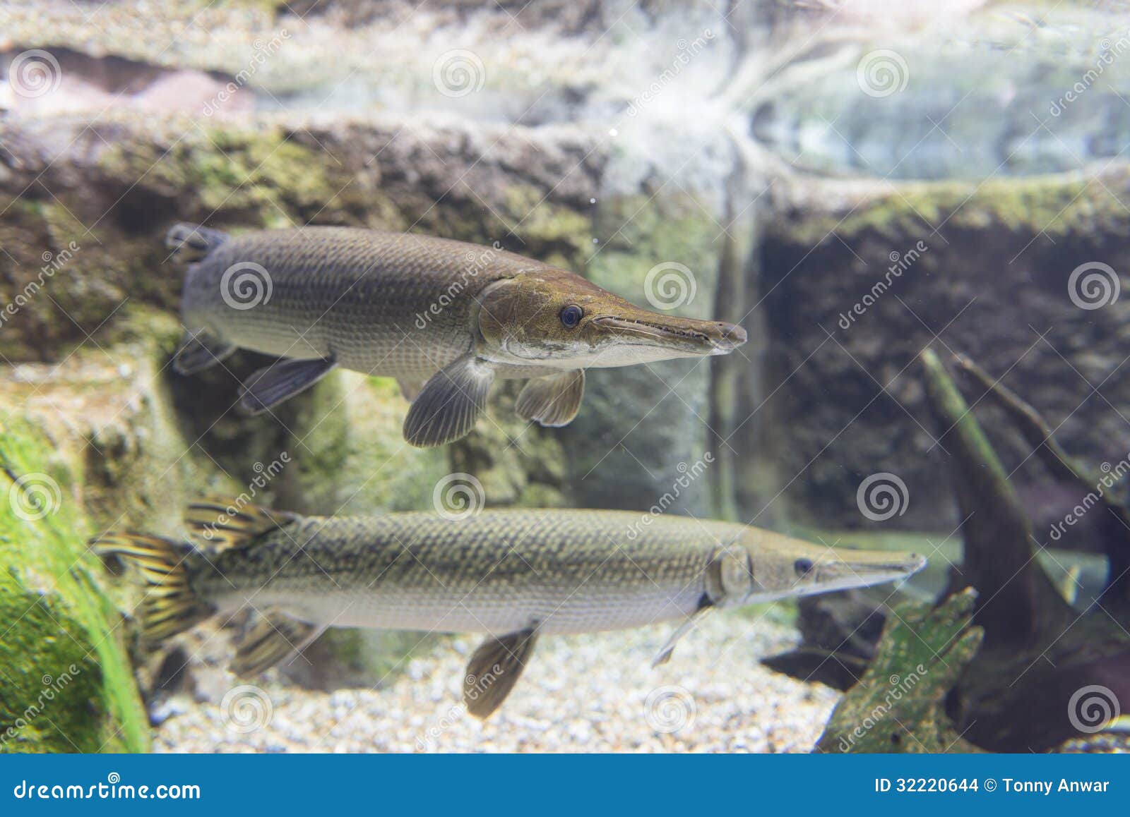 Alligator Gar stock photo. Image of alligator, carnivorous - 32220644