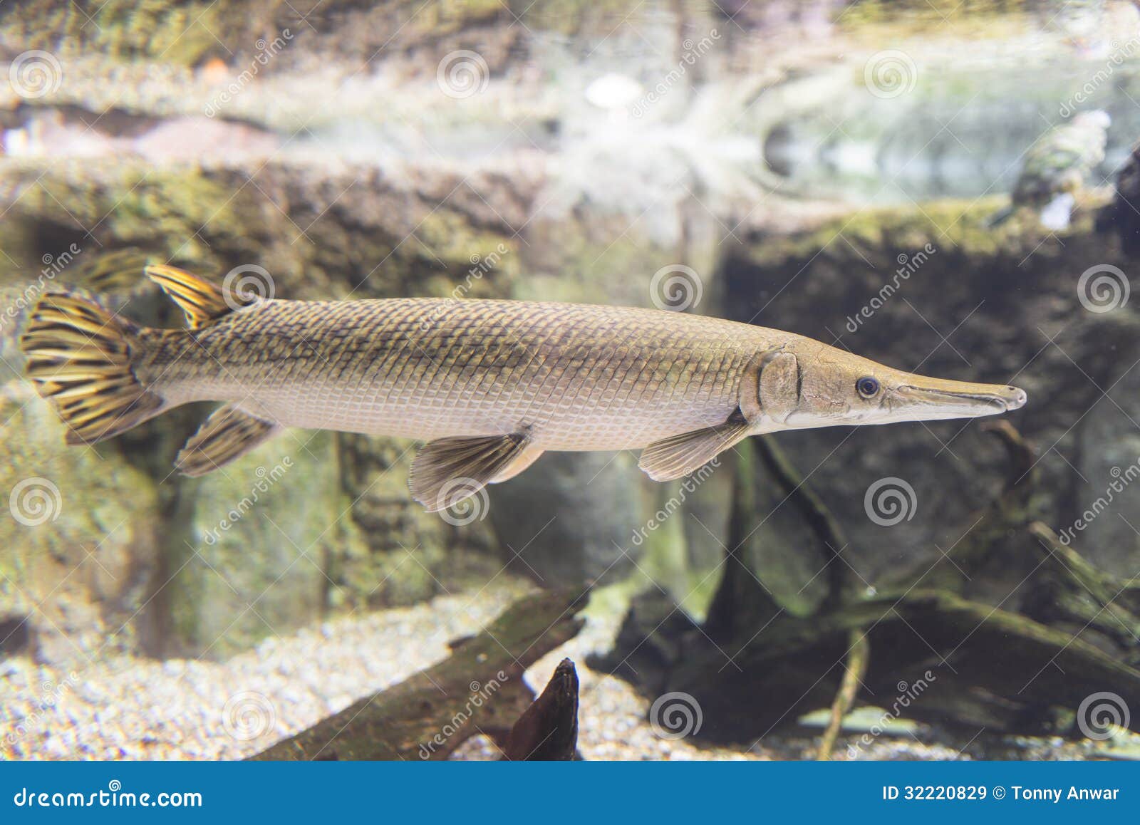 Carnivorous Freshwater Aquarium Fish