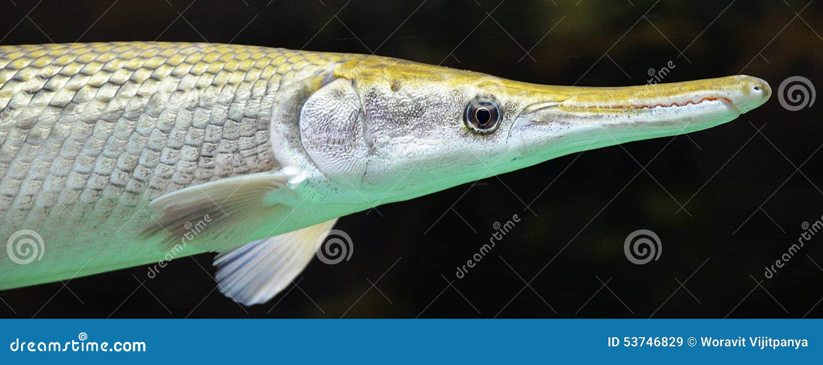 Alligator gar stock image. Image of alligator, carnivorous - 53746829