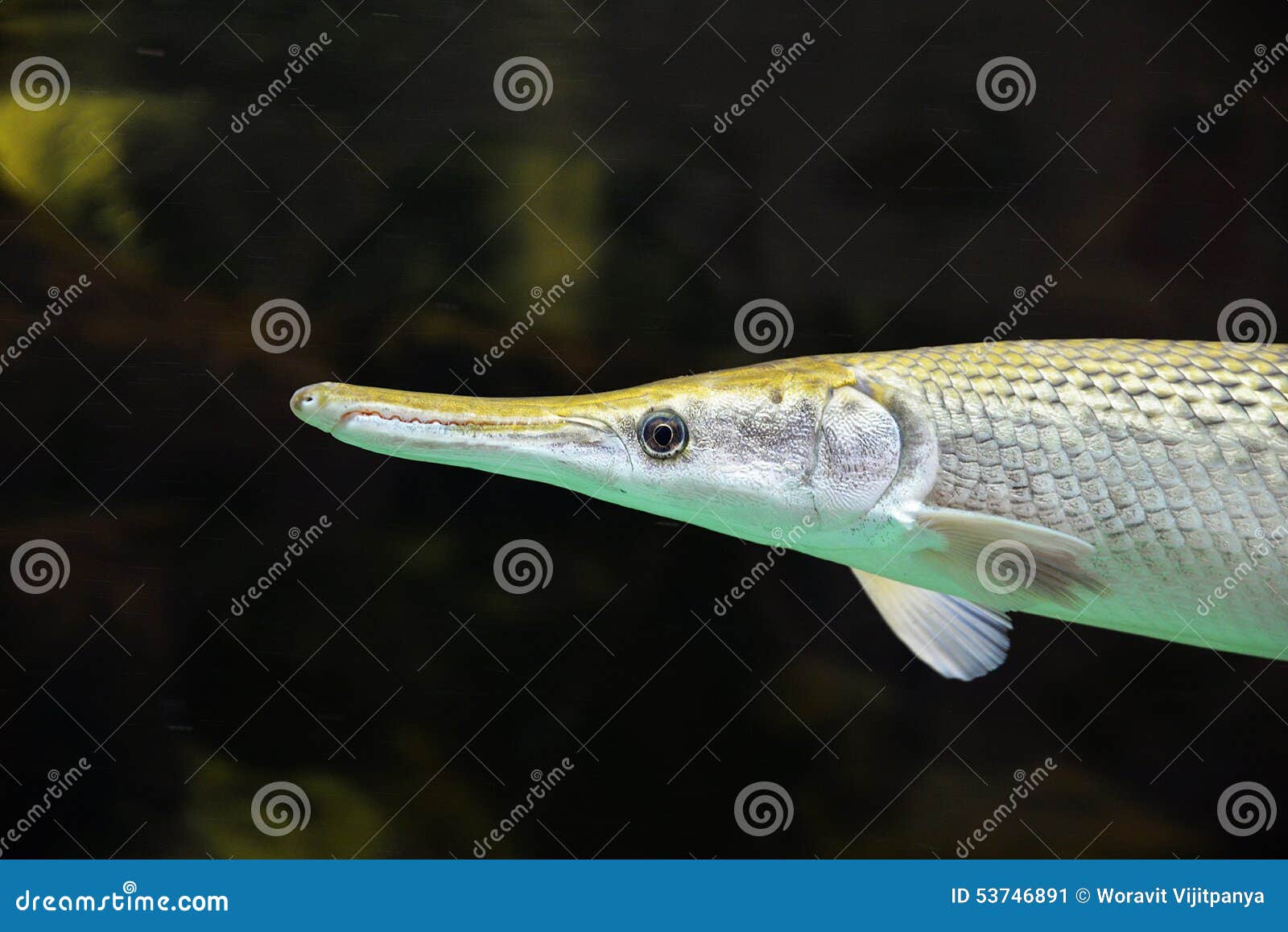 Alligator gar stock image. Image of alligator, fish, american - 53746891