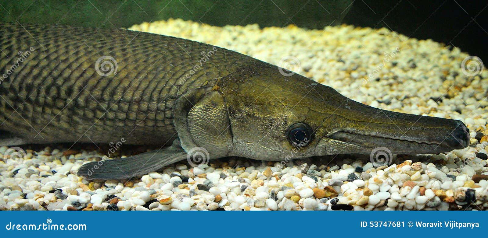 Alligator gar stock image. Image of aquatic, aquarium - 53747681