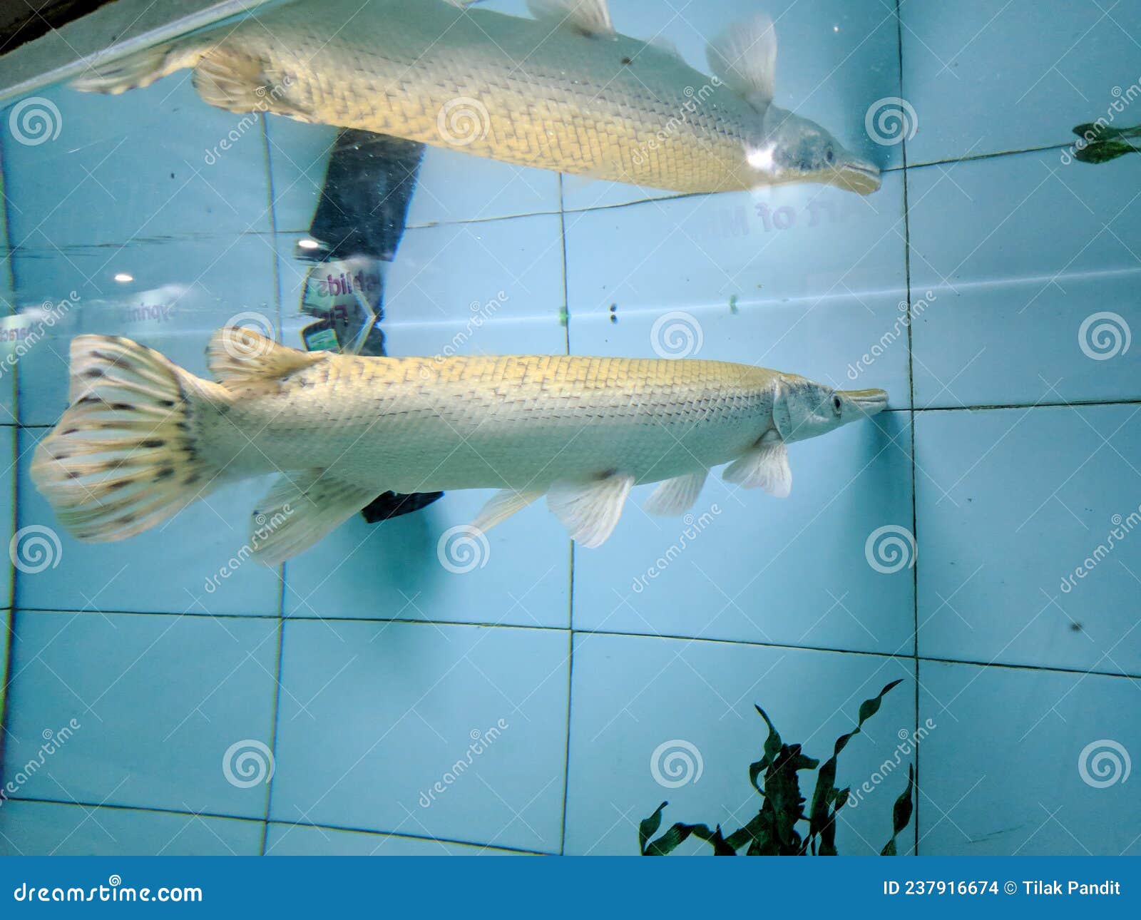 Alligator Gar Aquarium Fish in the Water Stock Photo - Image of water ...