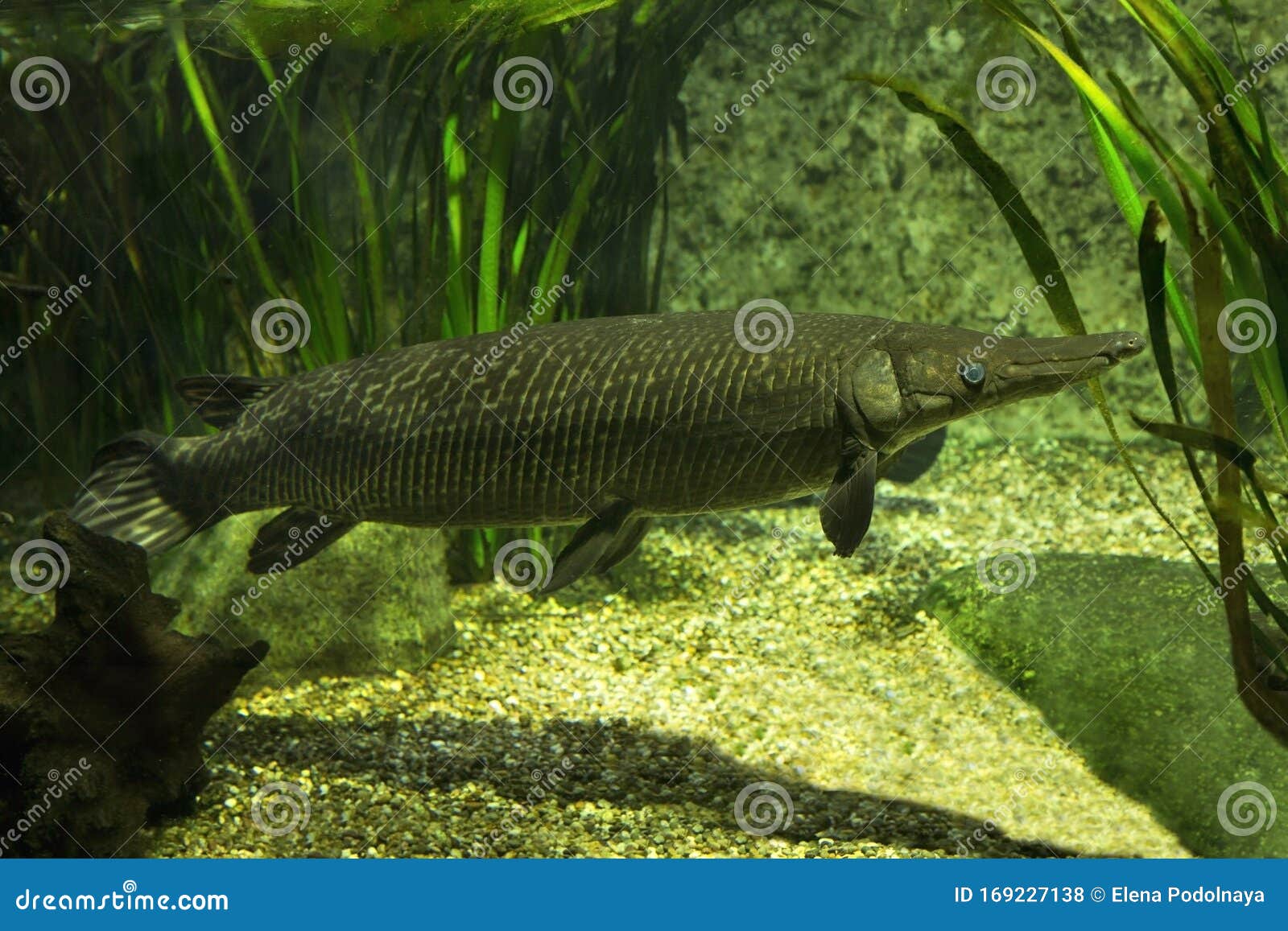 The Alligator Gar Atractosteus Spatula. Stock Photo - Image of ...