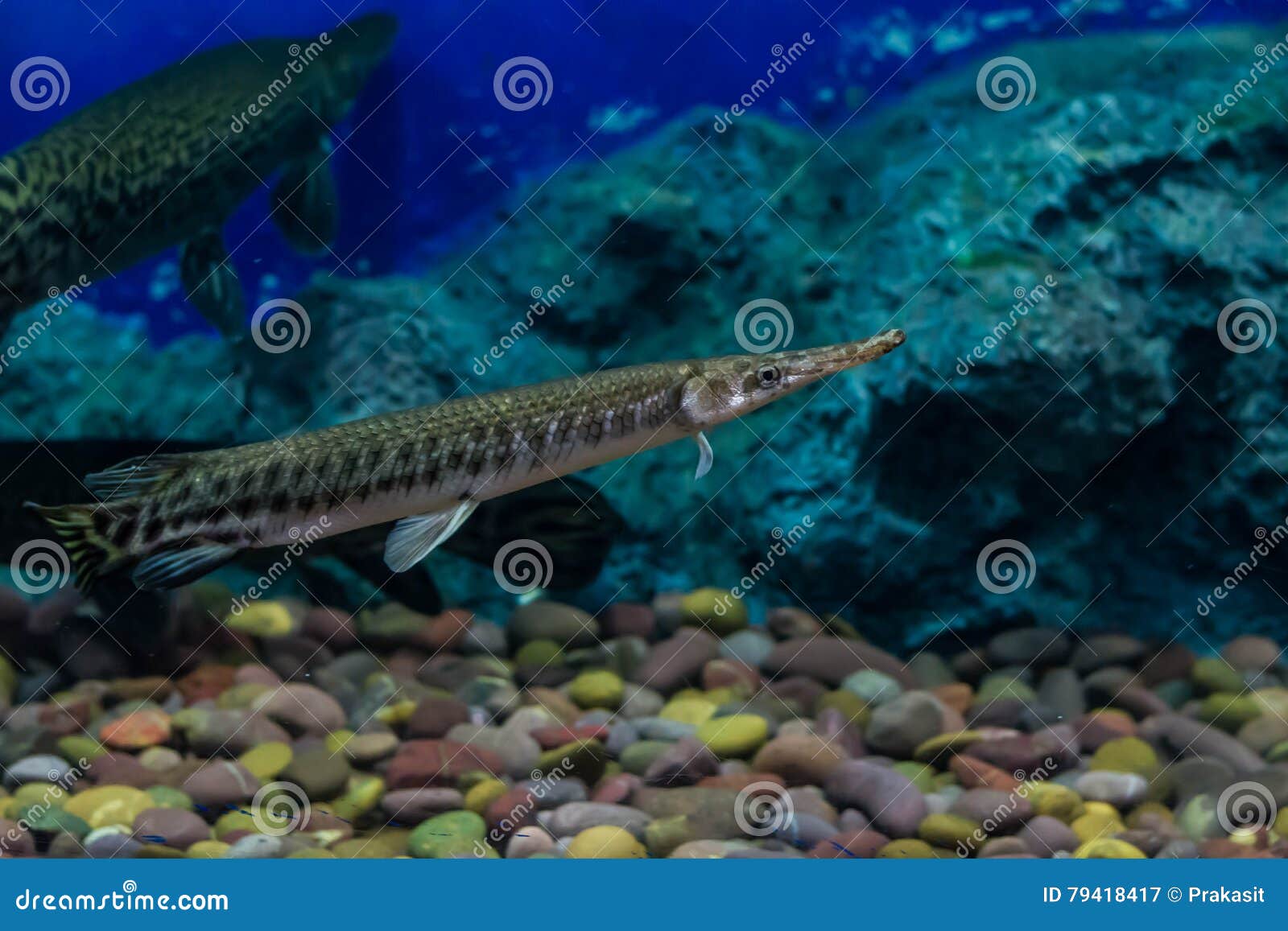 Alligator Gar stock image. Image of deep, hobbies, alligator - 79418417
