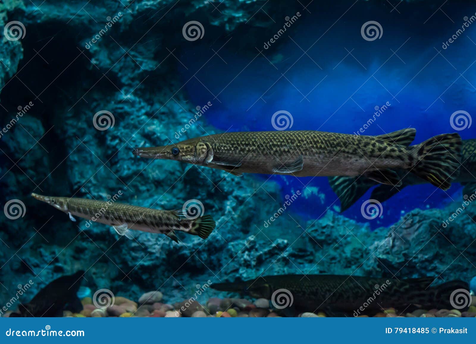 Alligator Gar stock image. Image of live, crocodile, exhibit - 79418485