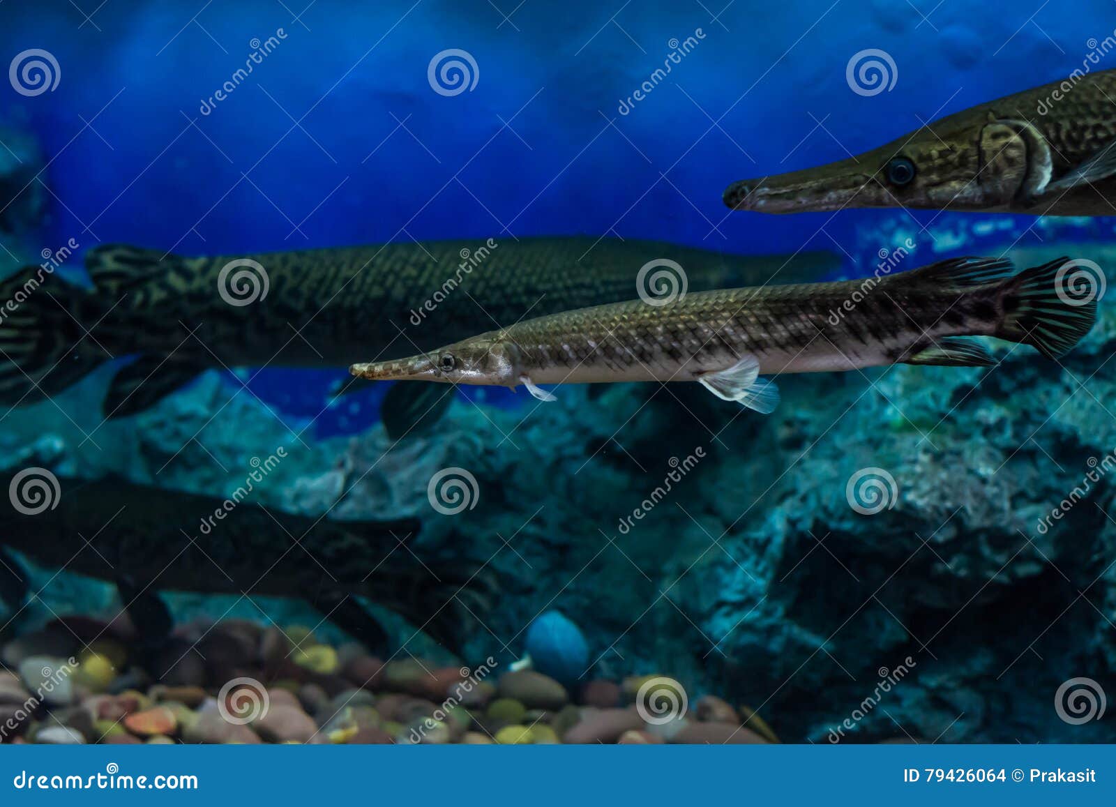 Alligator Gar stock photo. Image of environment, beauty - 79426064
