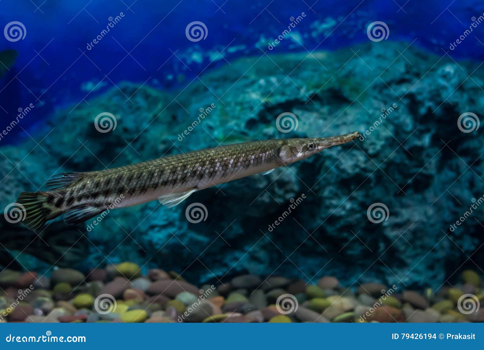 Alligator Gar stock photo. Image of isolated, life, danger - 79426194