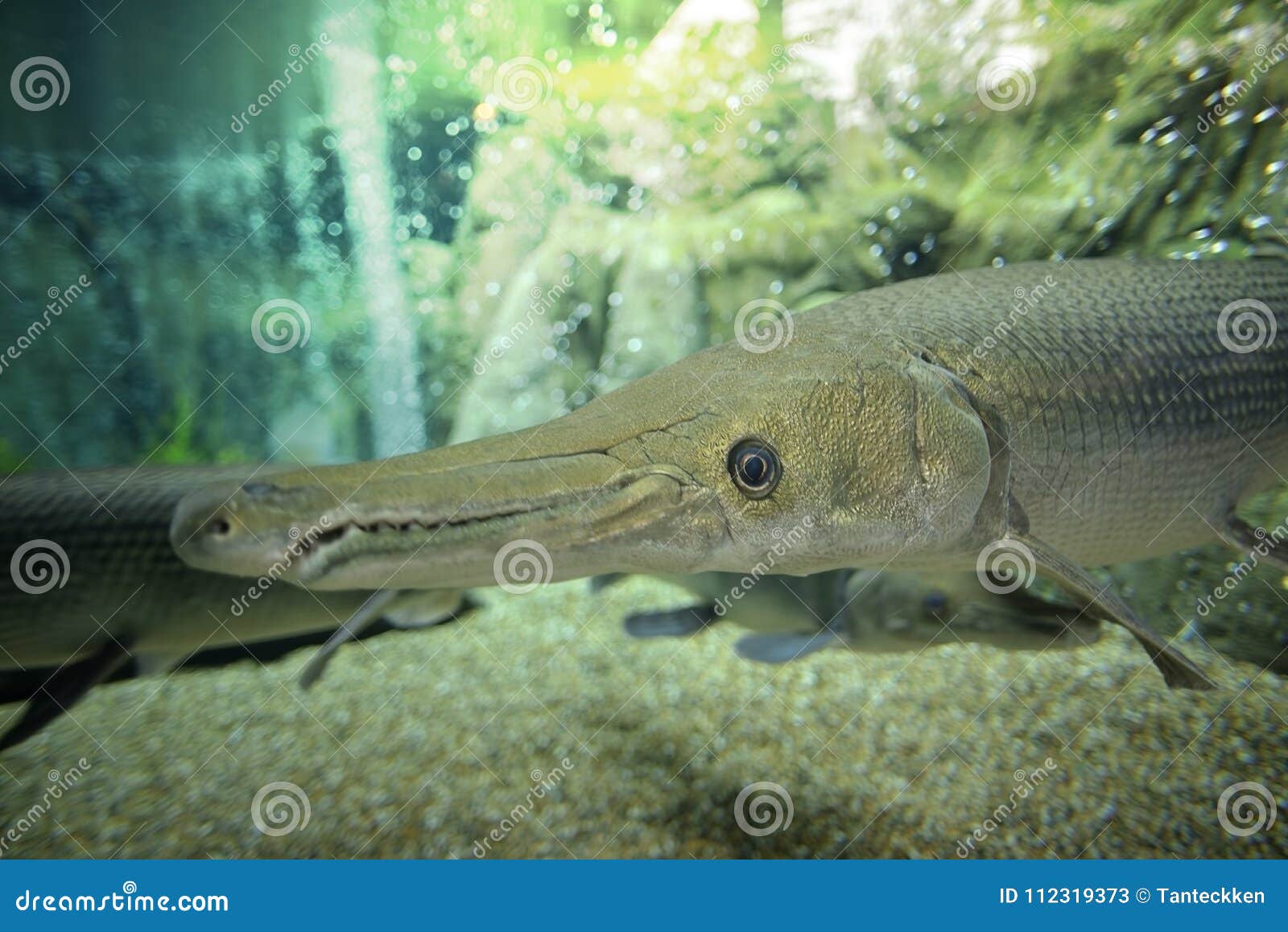 Alligator Gar stock image. Image of beauty, fishtank - 112319373