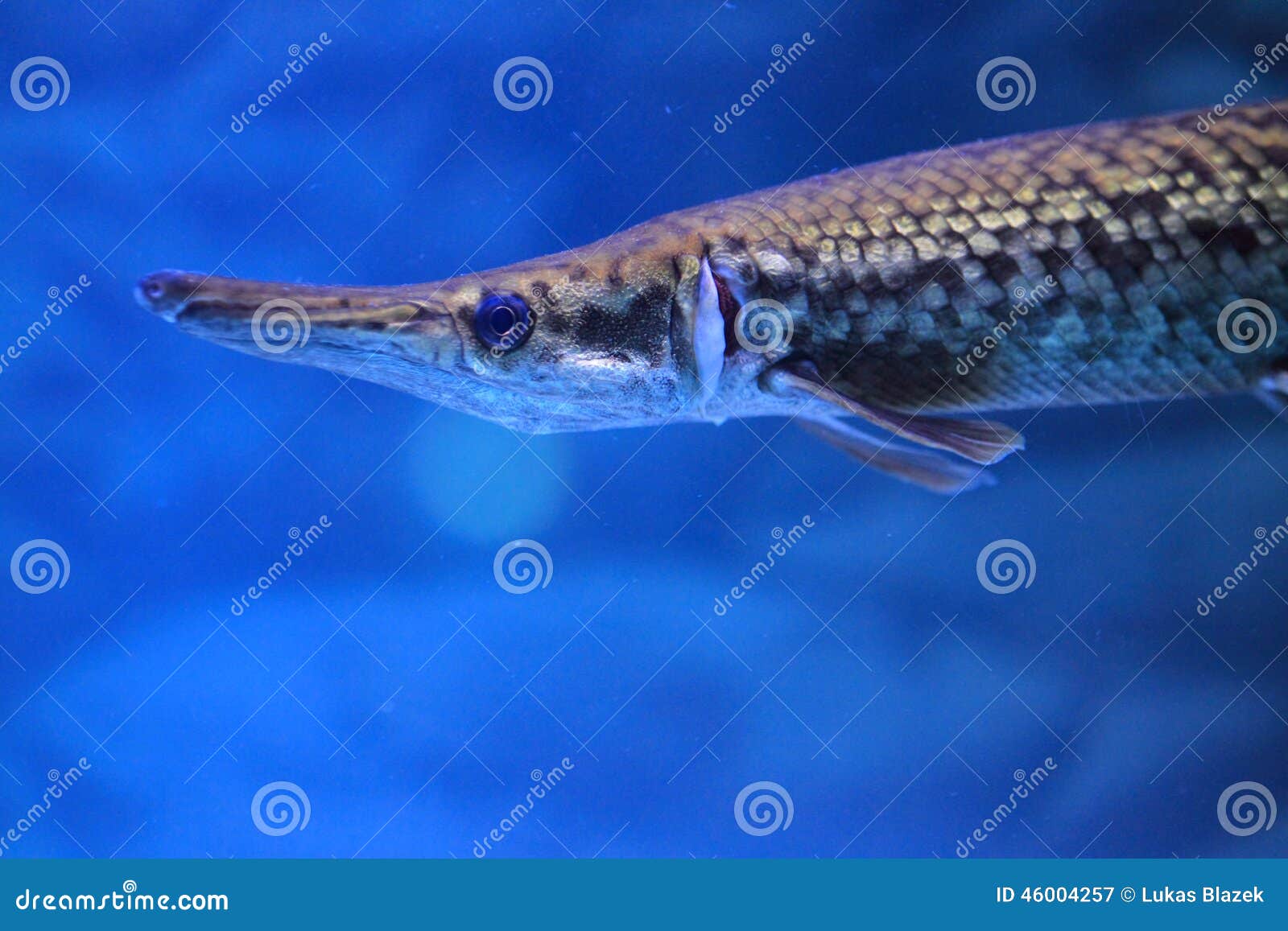 Alligator gar stock image. Image of spatula, atractosteus - 46004257