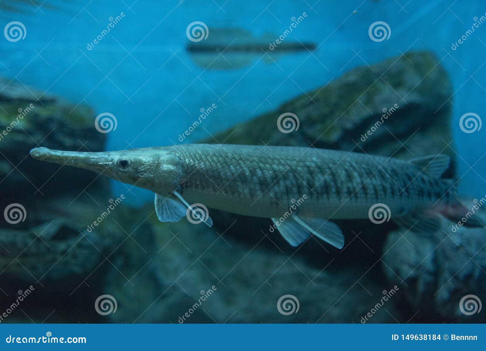 Alligator Gar Fish in Aquarium Stock Photo - Image of mannd, live ...