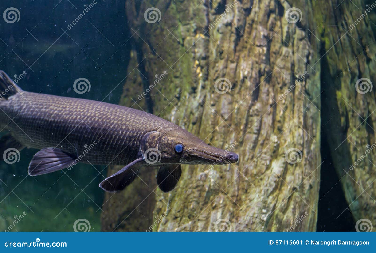Alligator Gar Fish in Aquarium Tank Stock Image - Image of fish ...