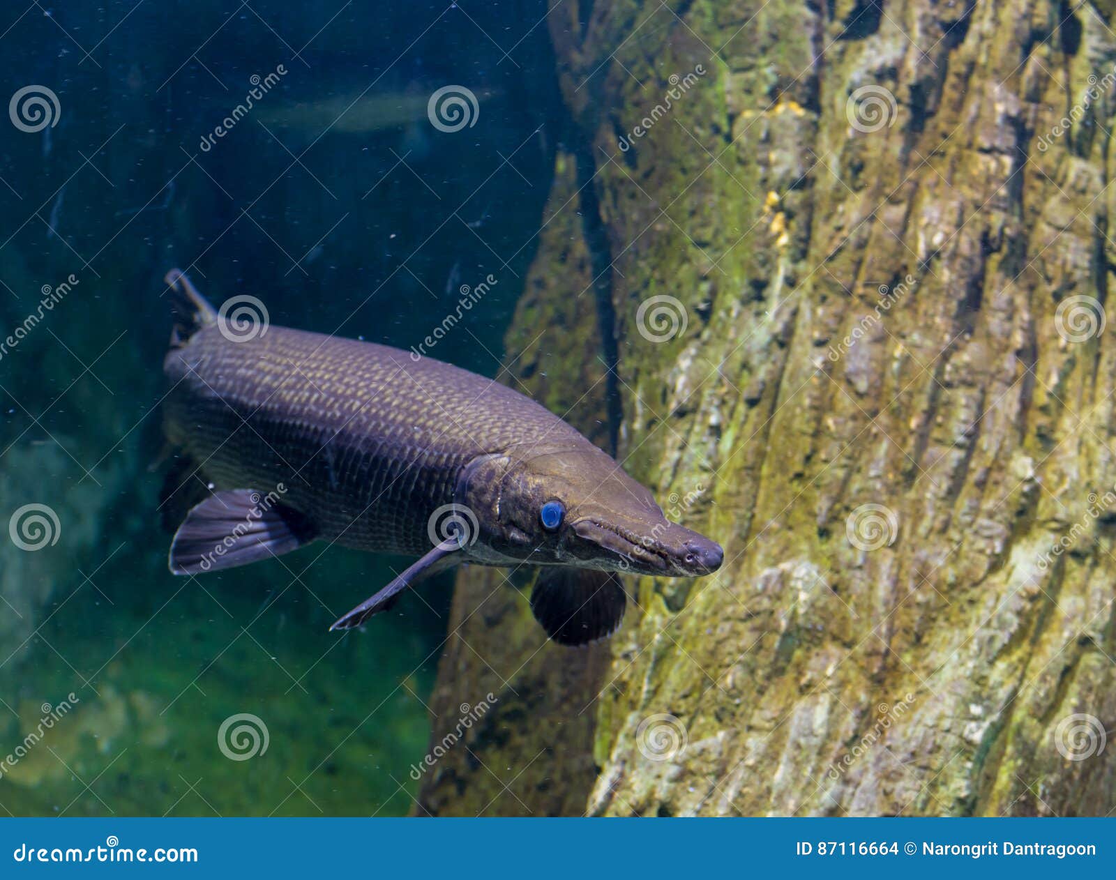 Alligator Gar Fish in Aquarium Tank Stock Photo - Image of live ...