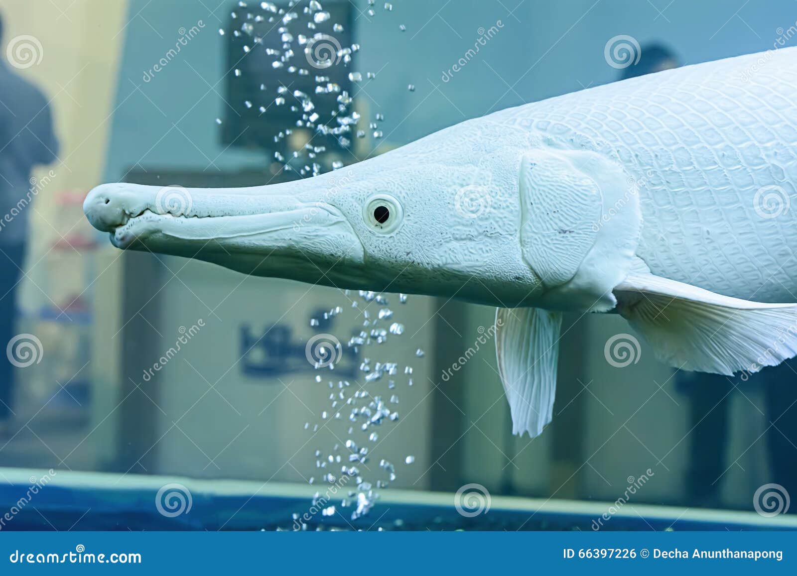 Alligator Gar stock photo. Image of pompadour, nature - 66397226