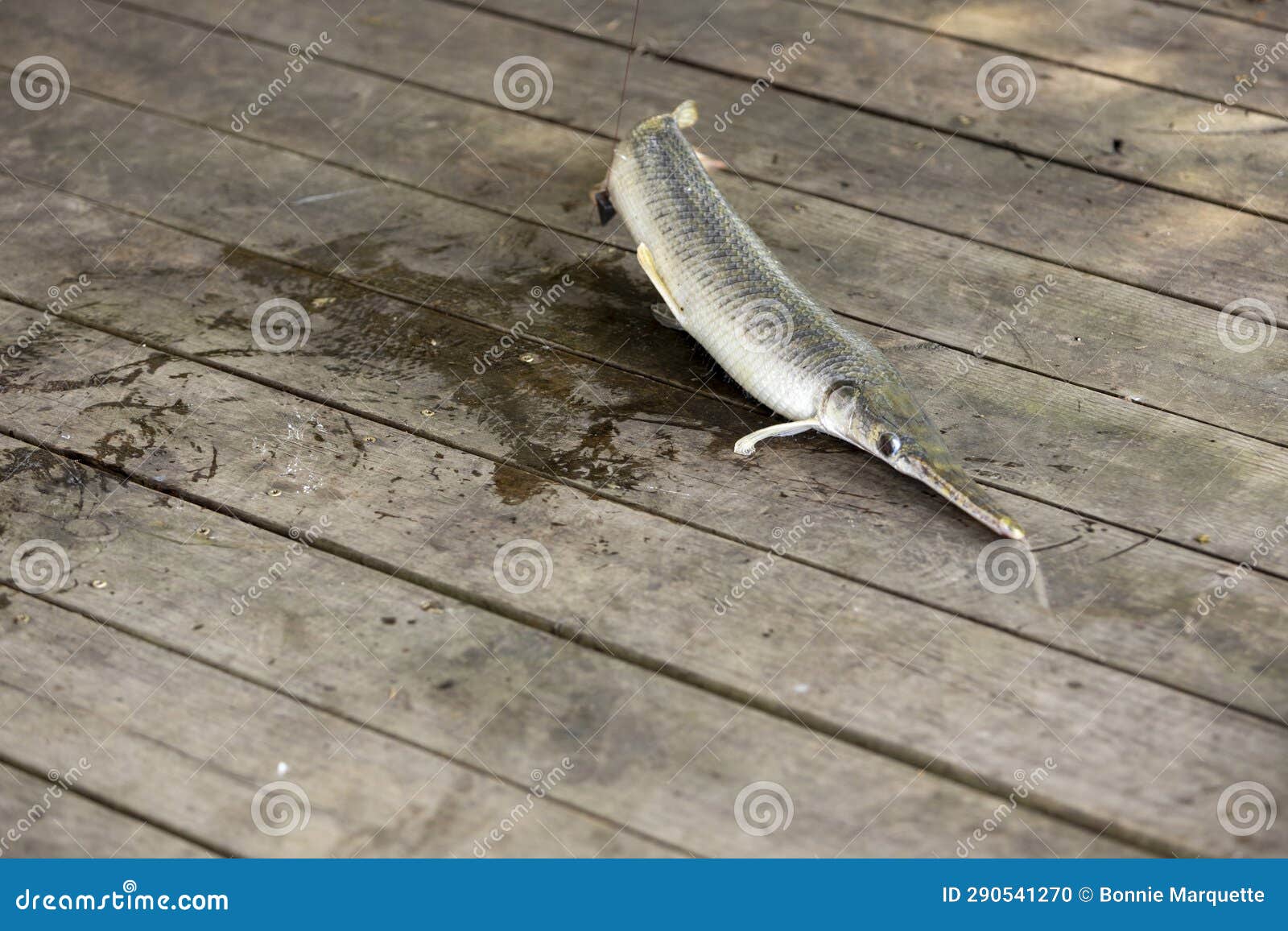 Alligator Gar Fish on Dock. Stock Photo - Image of mouth, fresh: 290541270