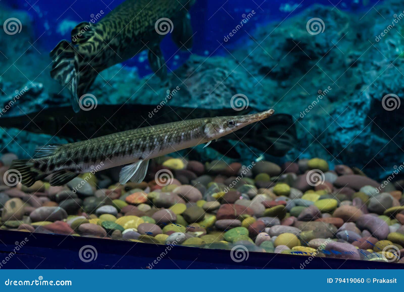 Alligator Gar stock photo. Image of america, deep, aquarium - 79419060