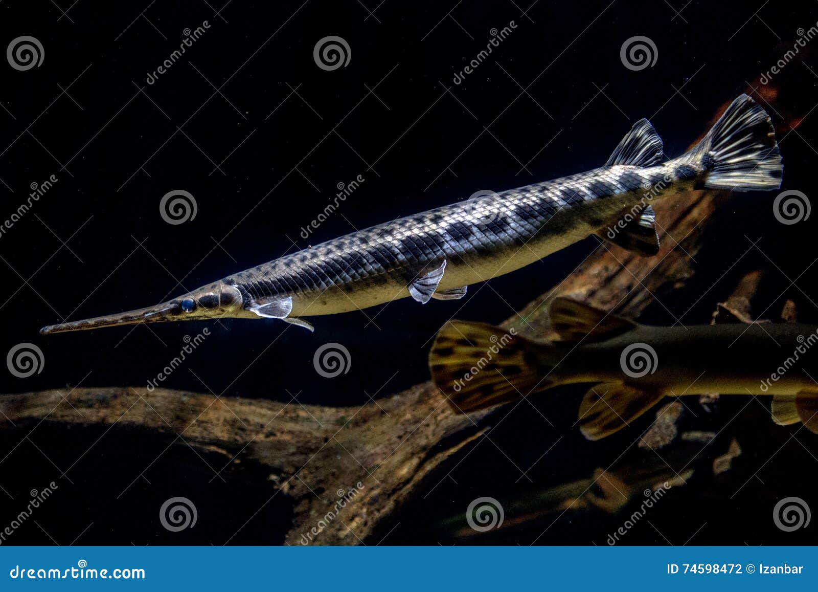 Alligator Gar Fish Underwater Close Up Macro Stock Photo - Image of ...