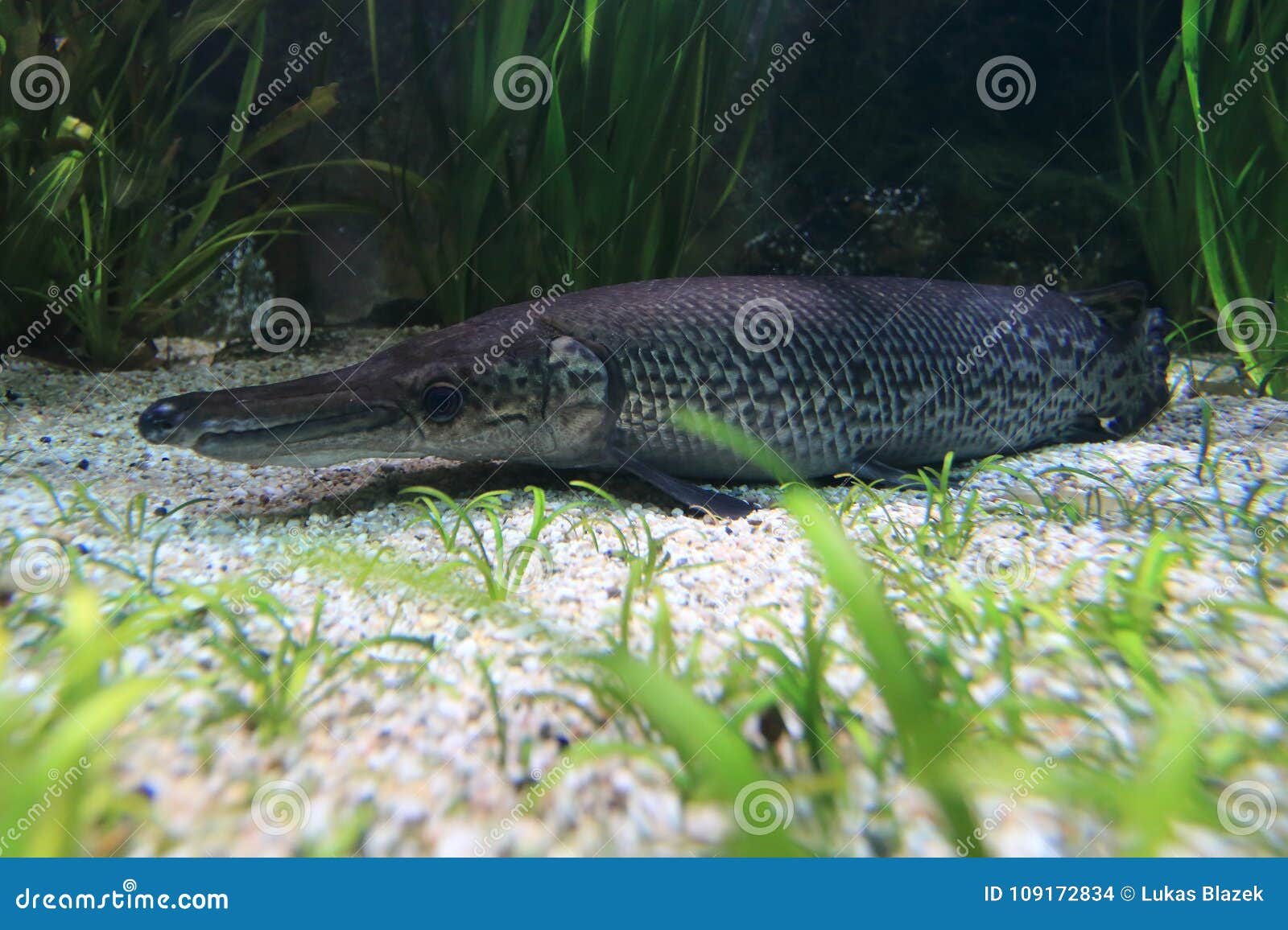 Alligator gar stock photo. Image of euryhaline, freshwater - 109172834