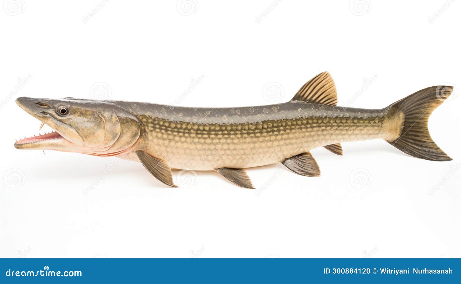 Alligator Gar on White Background. Generative Ai Stock Illustration ...