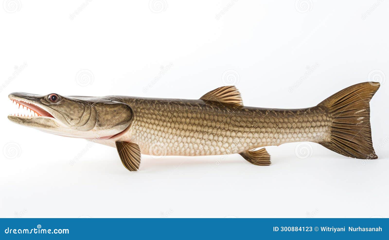 Florida Gar Or Lepisosteus Platyrhincus Freshwater Fish Cartoon Drawing ...