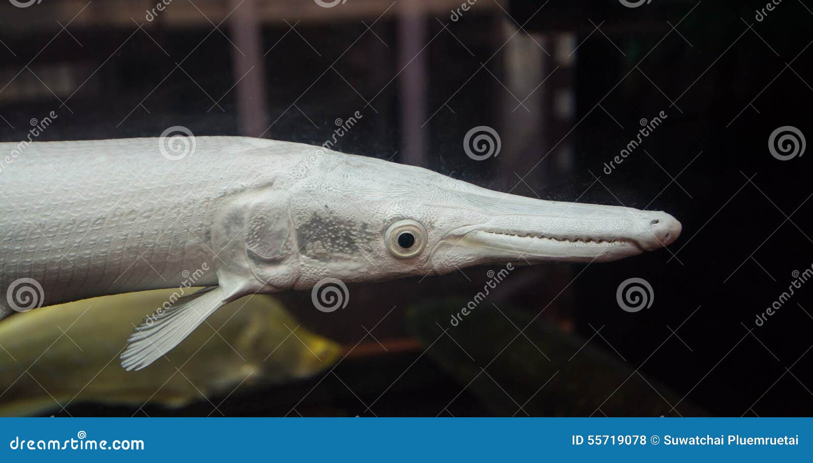 Garfish, Crocodile Needlefish, Houndfish, Garpike, Sea Needle, Belone ...