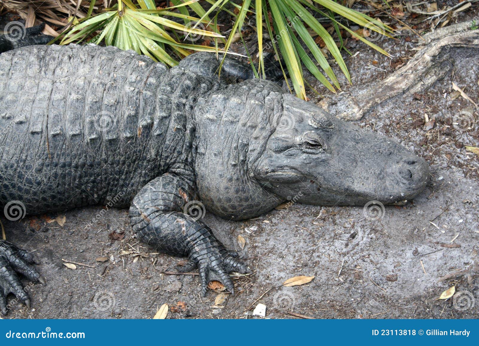 Alligator Giant stock photo. Image of florida, alligator - 23113818